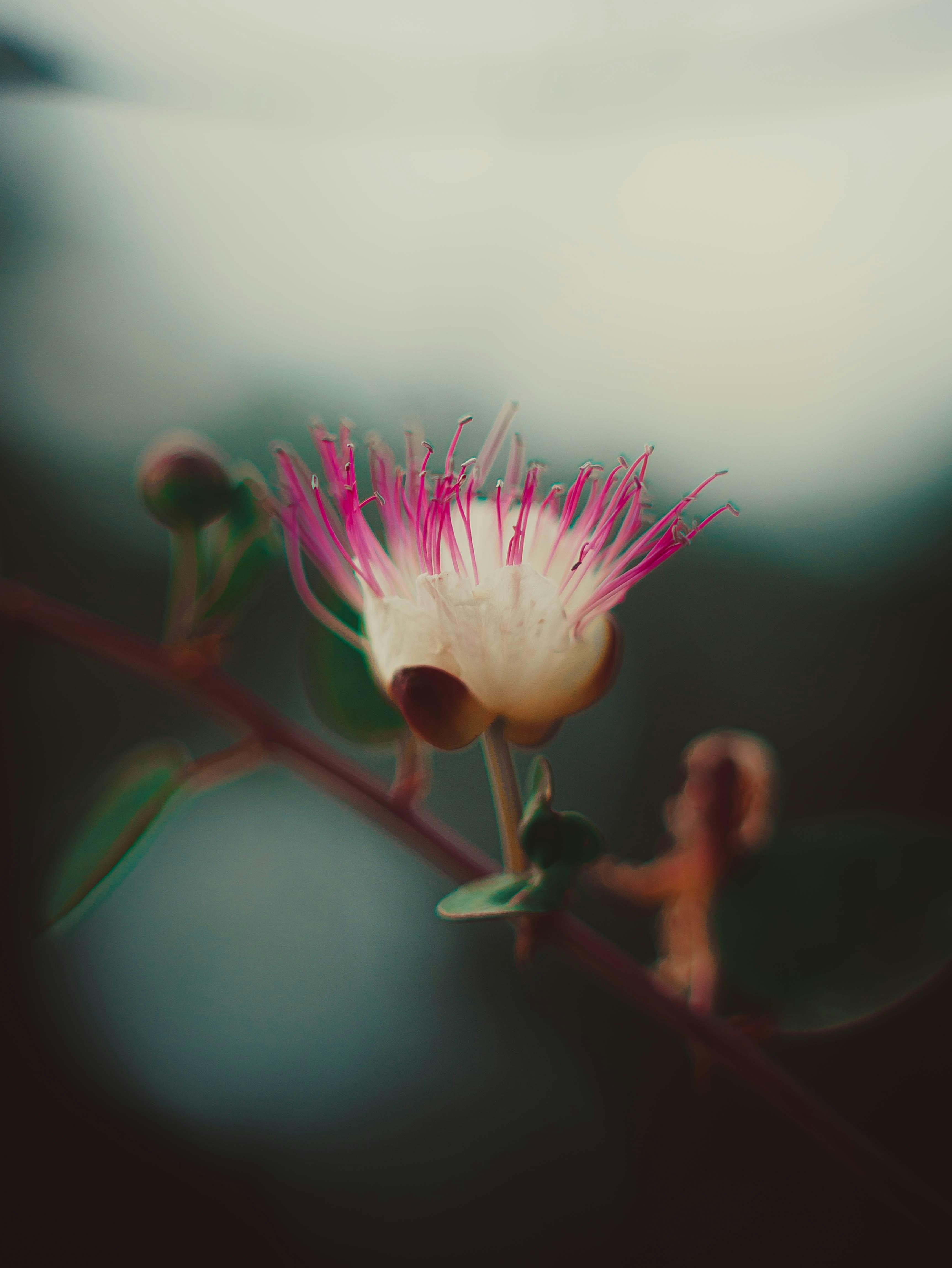Velvet Bloom: Neon Pink Filaments in a Soft-Backlit Blur