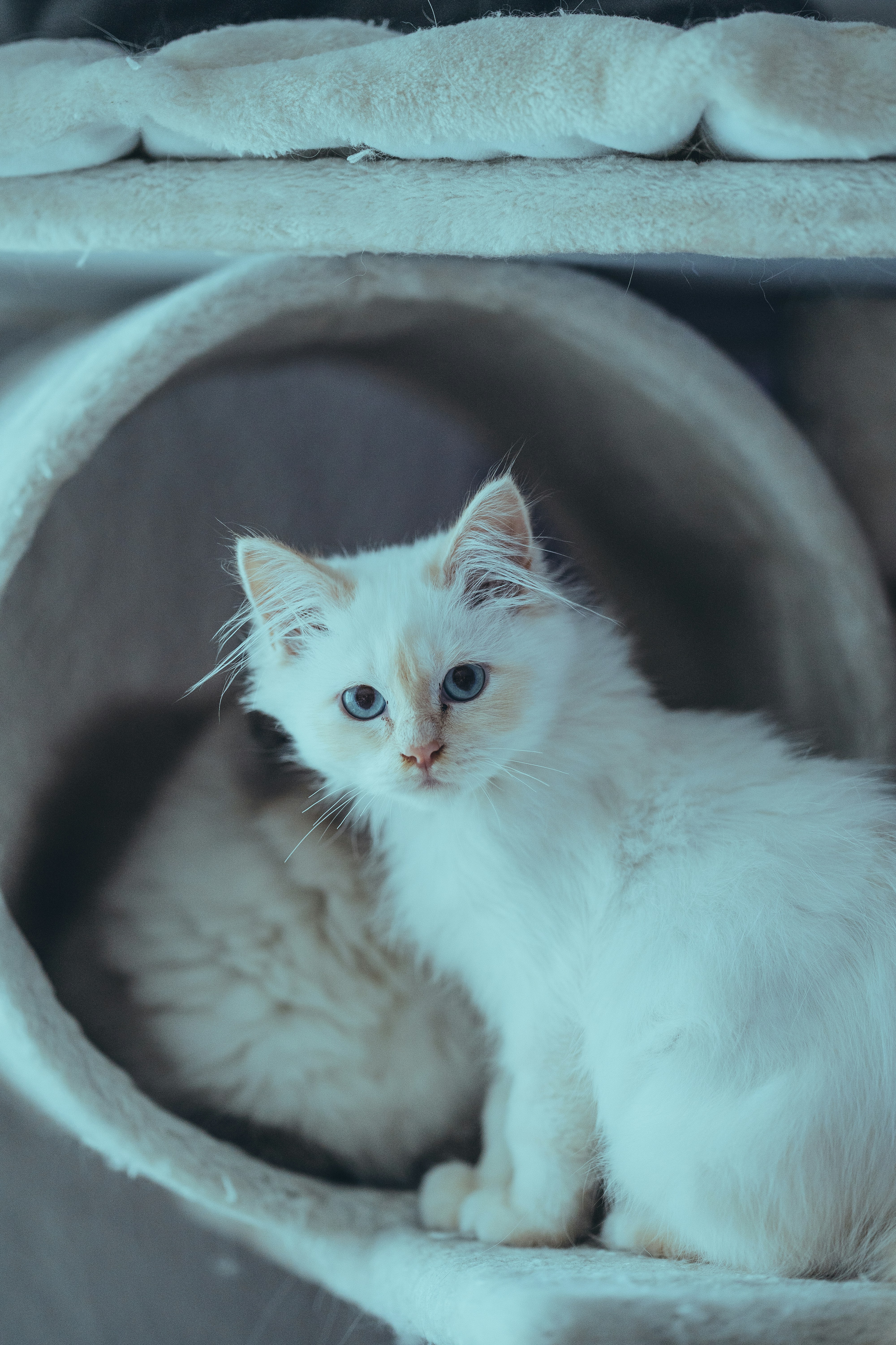 Curious White Kitten Paused at the Entrance of a Plush Tunnel