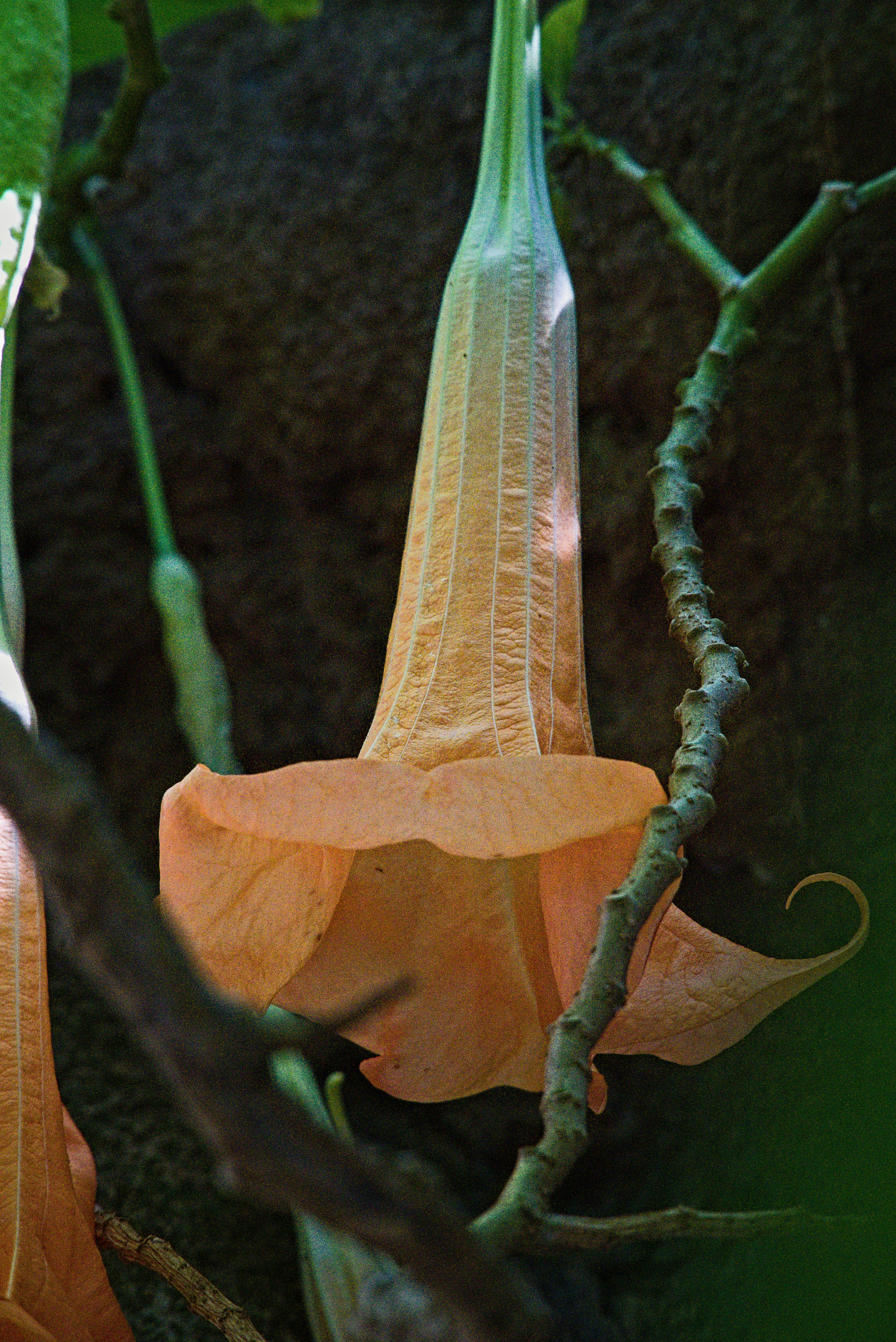 Apricot Trumpet Bloom Amid Verdant Veins