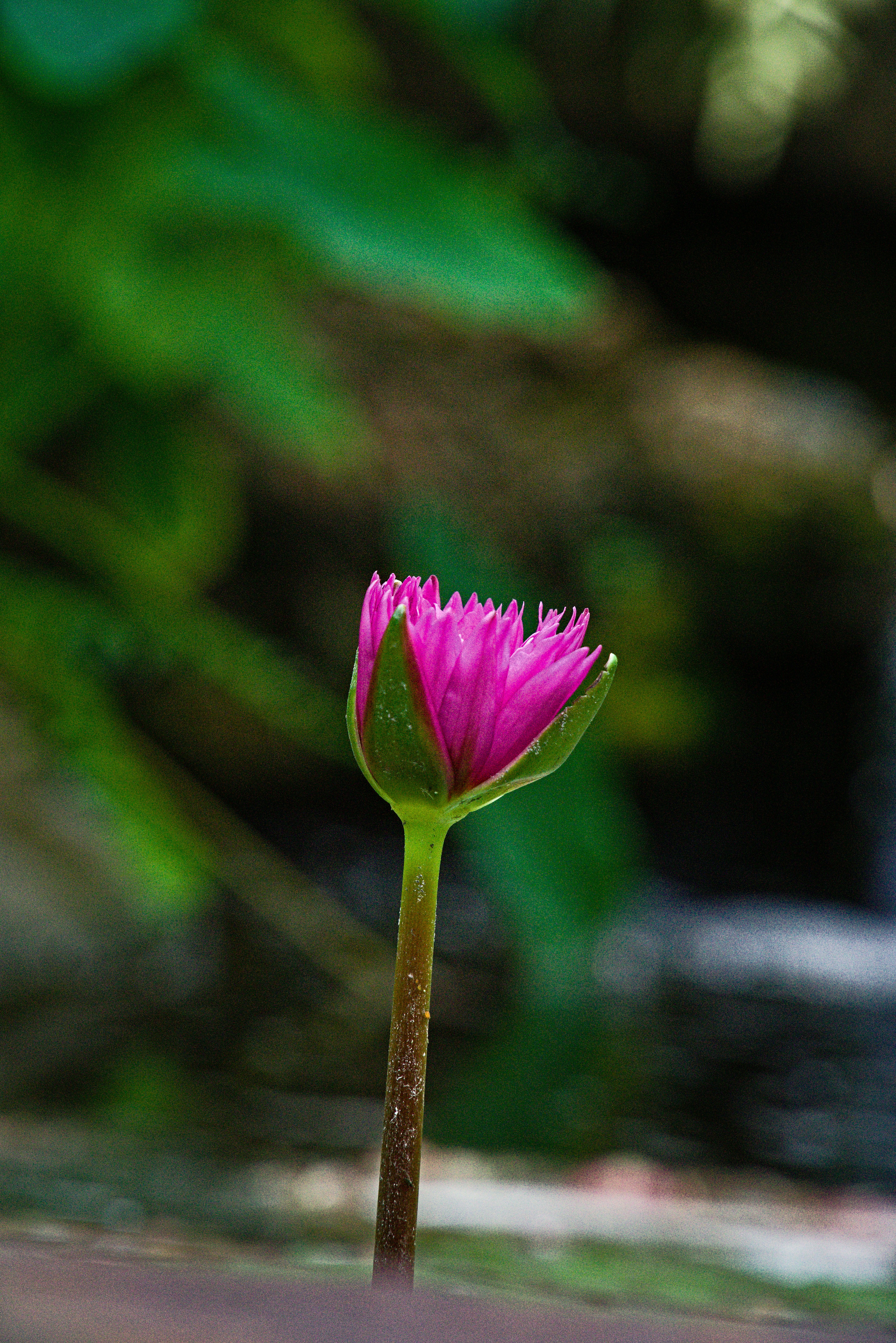 Solitary Magenta Bud Breaking Through a Green Blur
