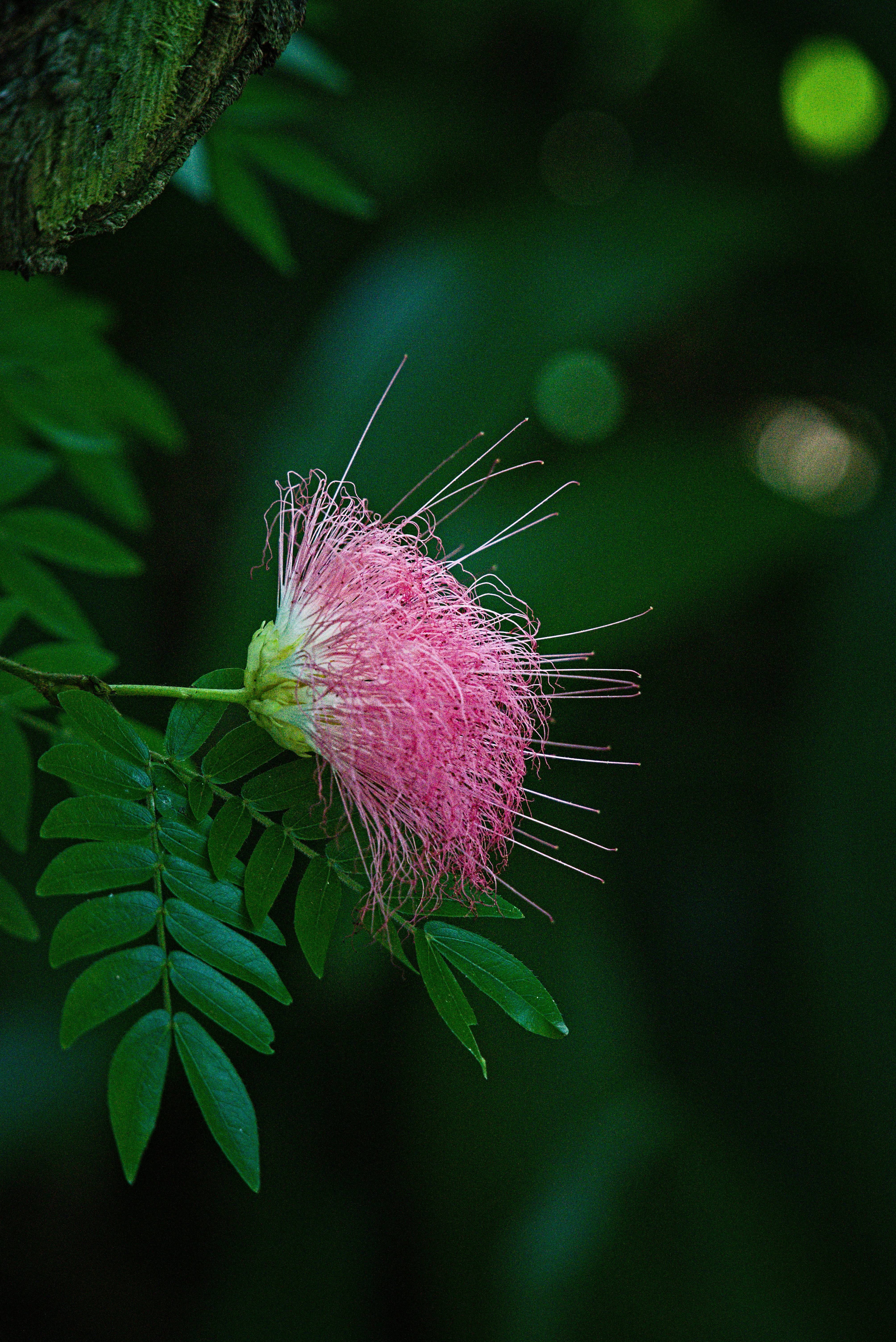 Powder-Puff Bloom in a Velvet Green Backdrop