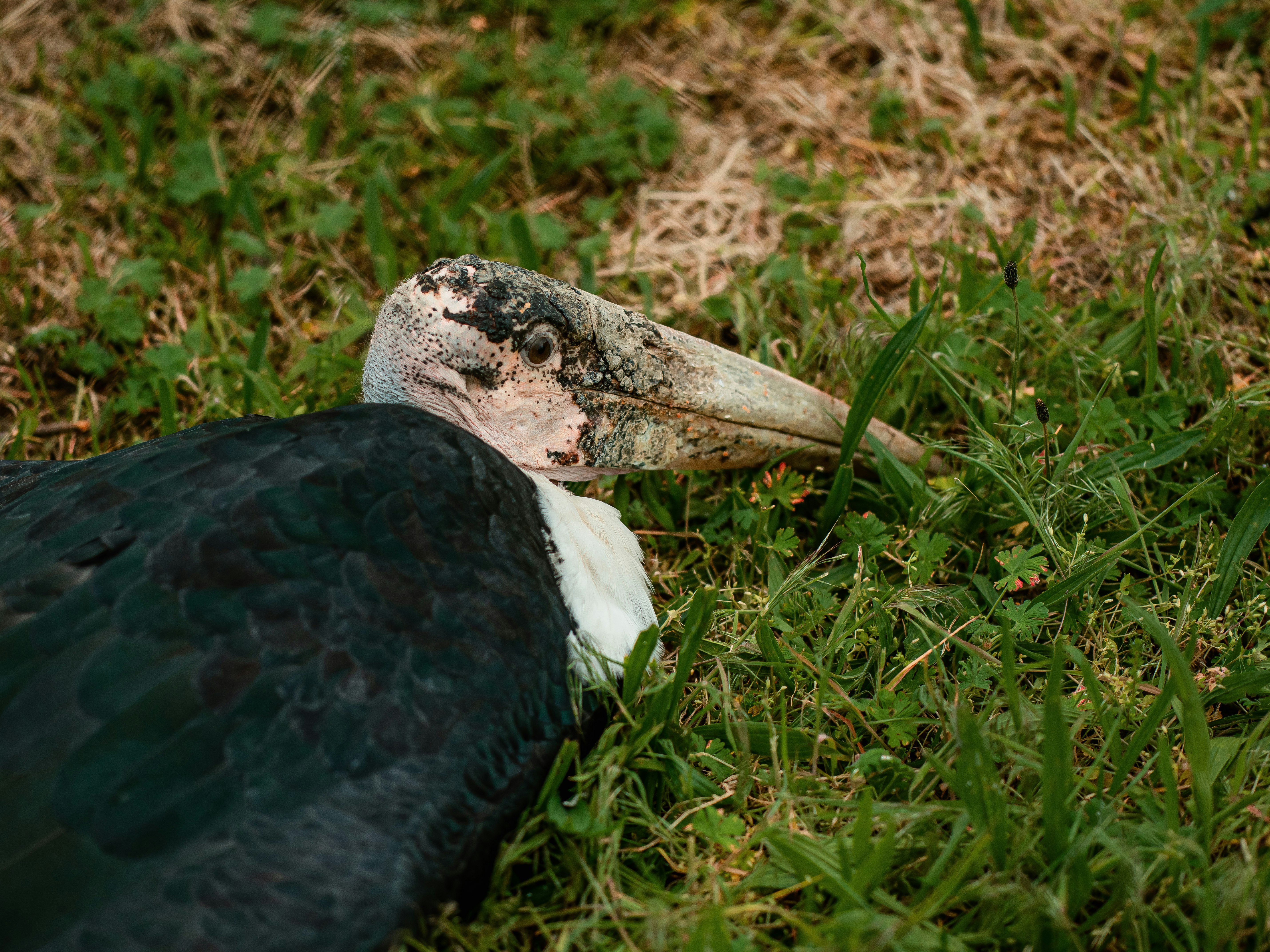 Beak on Grass: a Weathered Shorebird in Quiet Rest