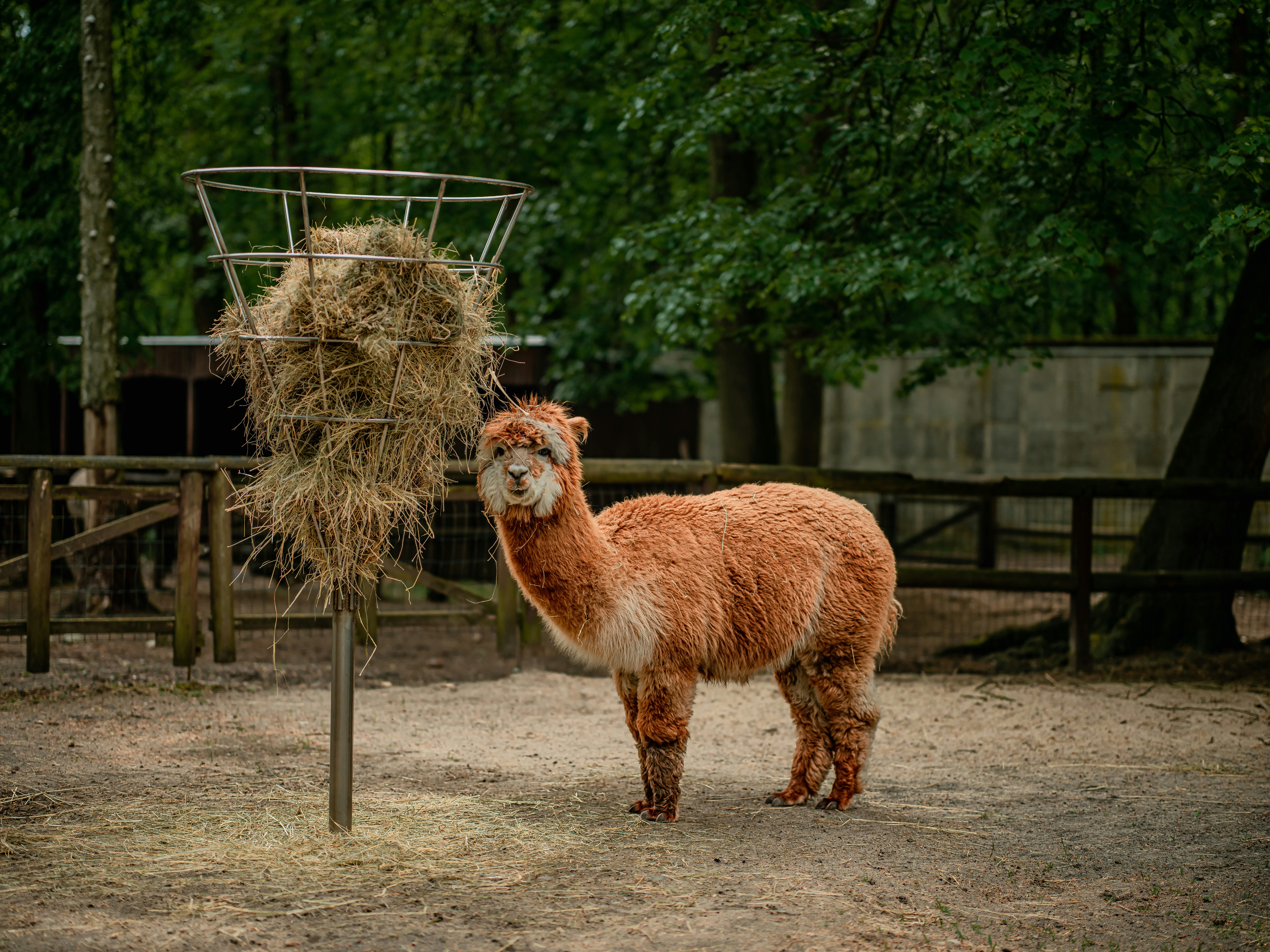 a llama standing next to a pile of hay