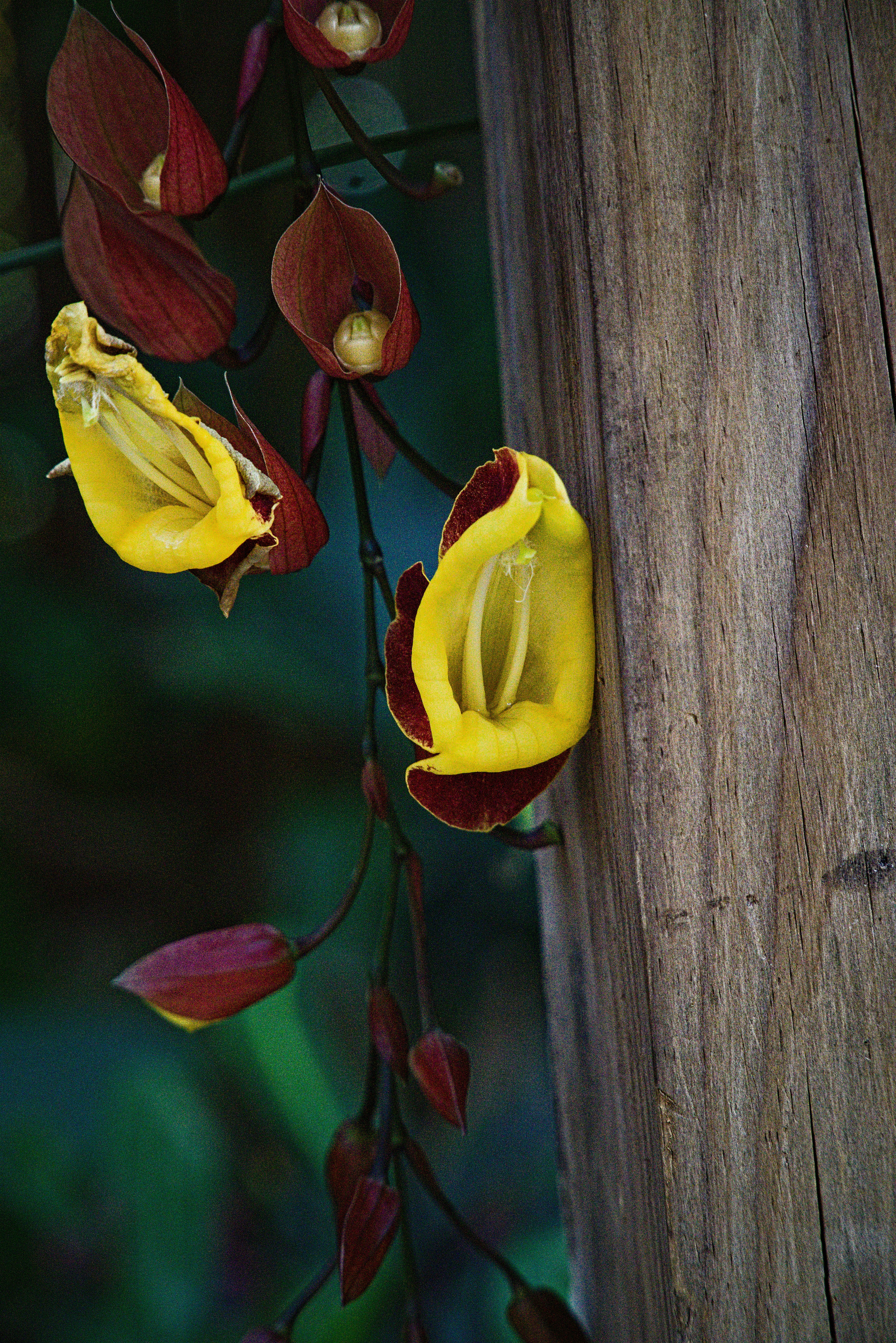 Gold-tipped blossoms thread through crimson vines along a weathered wooden post