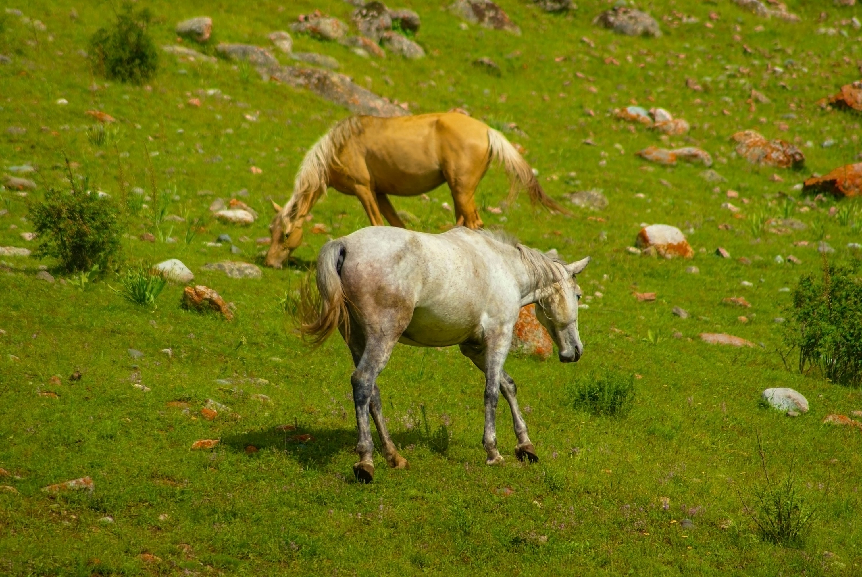 Two Grazing Horses in a Sunlit Alpine Meadow