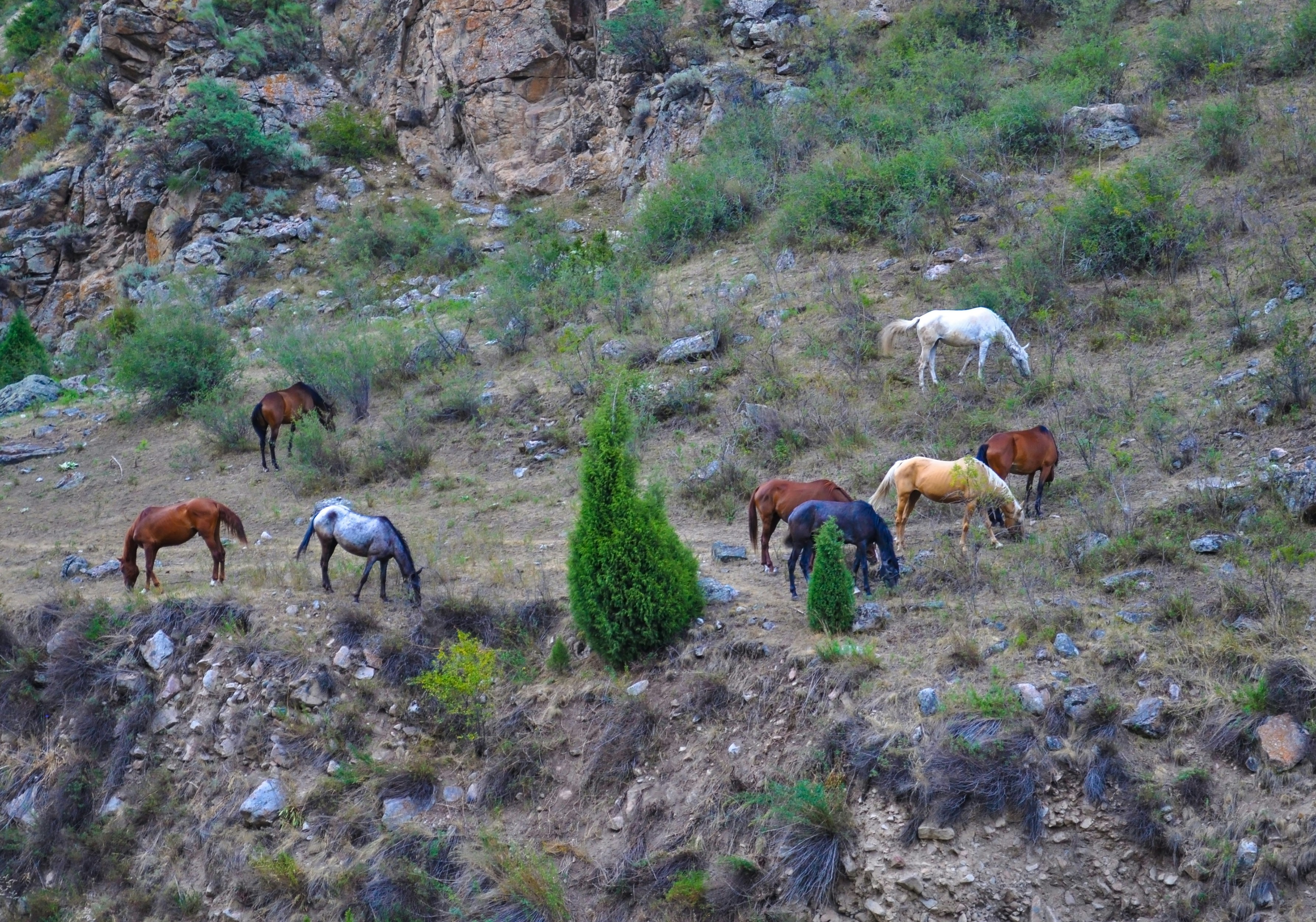 Horses on a rocky hillside grazing beneath scattered shrubs