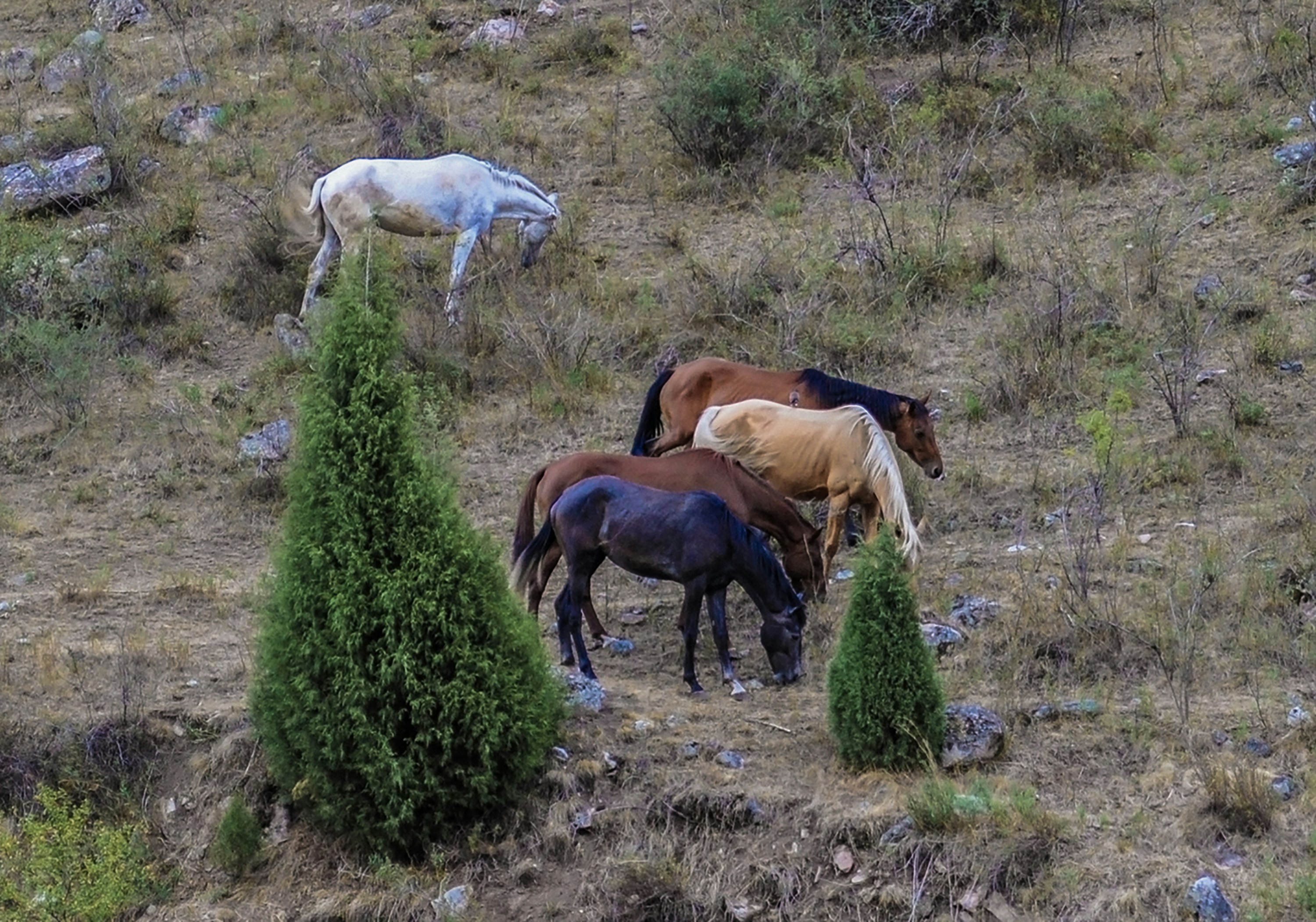 Horses at Dappled Slope: A Quiet Herd Amid Rocky Terrain