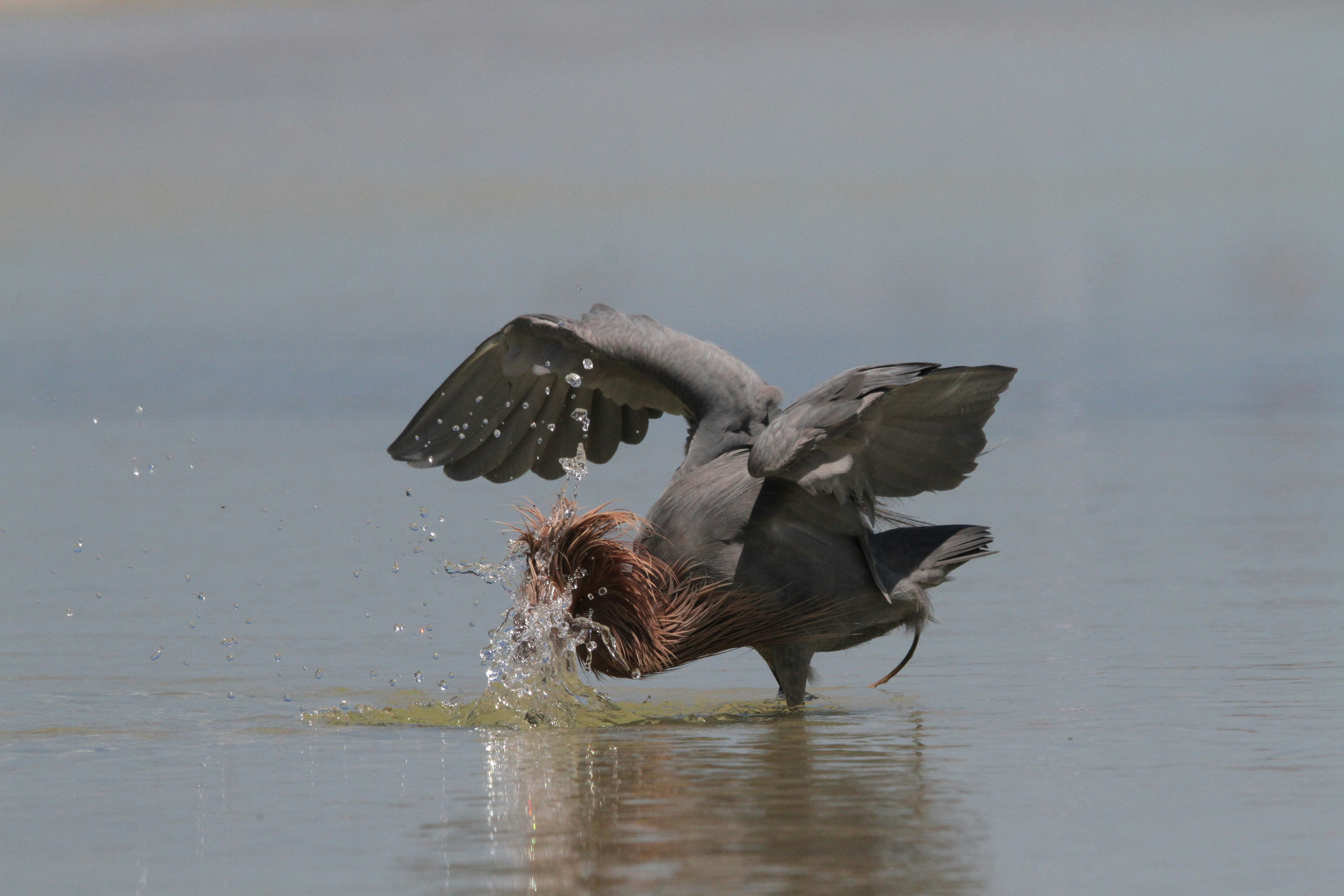 Ripple Collision: A Grey Waterbird's Sudden Dive