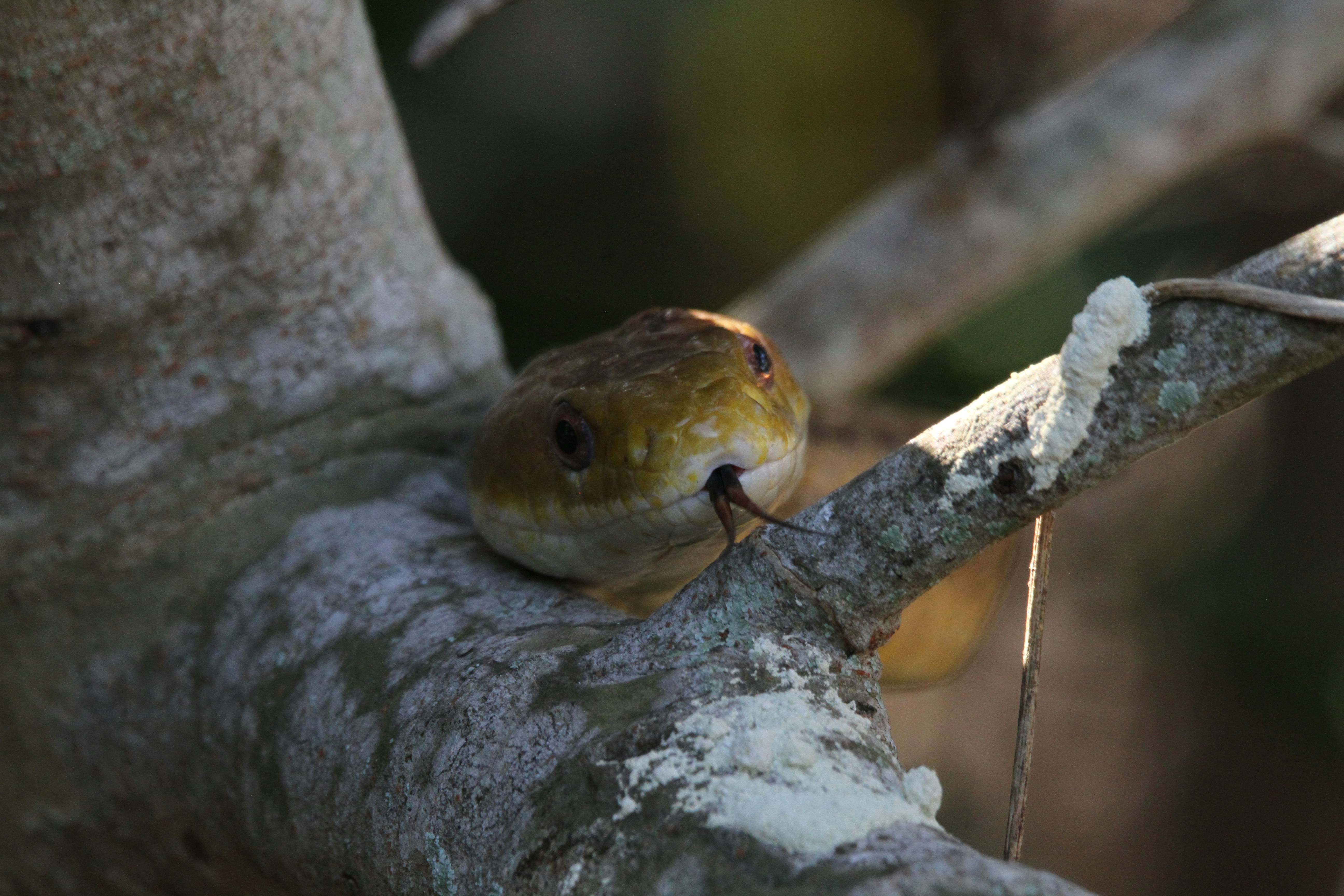Hidden Gaze: A Tree-Homed Snake Peeks from the Branch