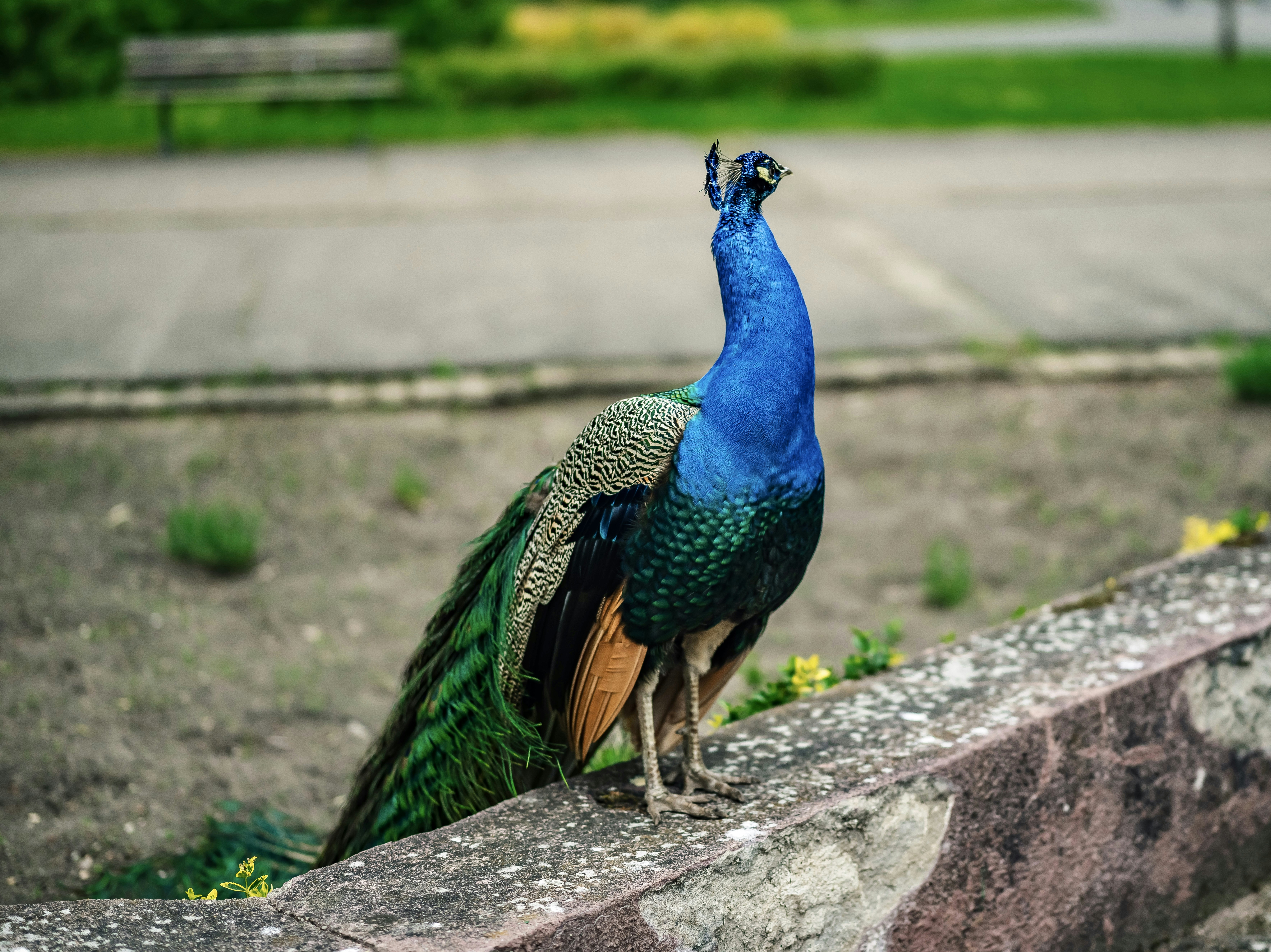 Azure Crest by the Park Wall