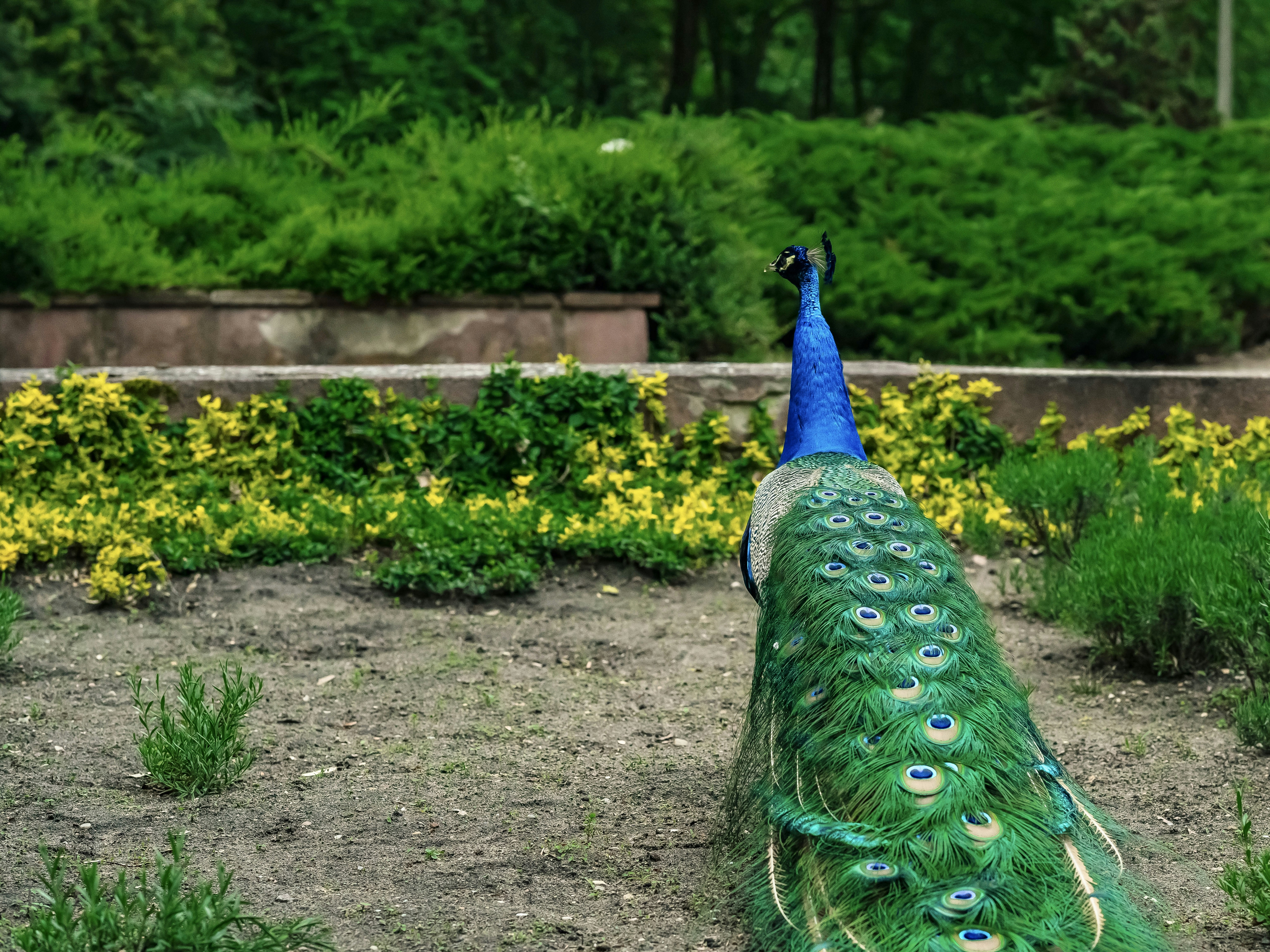 a peacock is standing in the middle of a garden