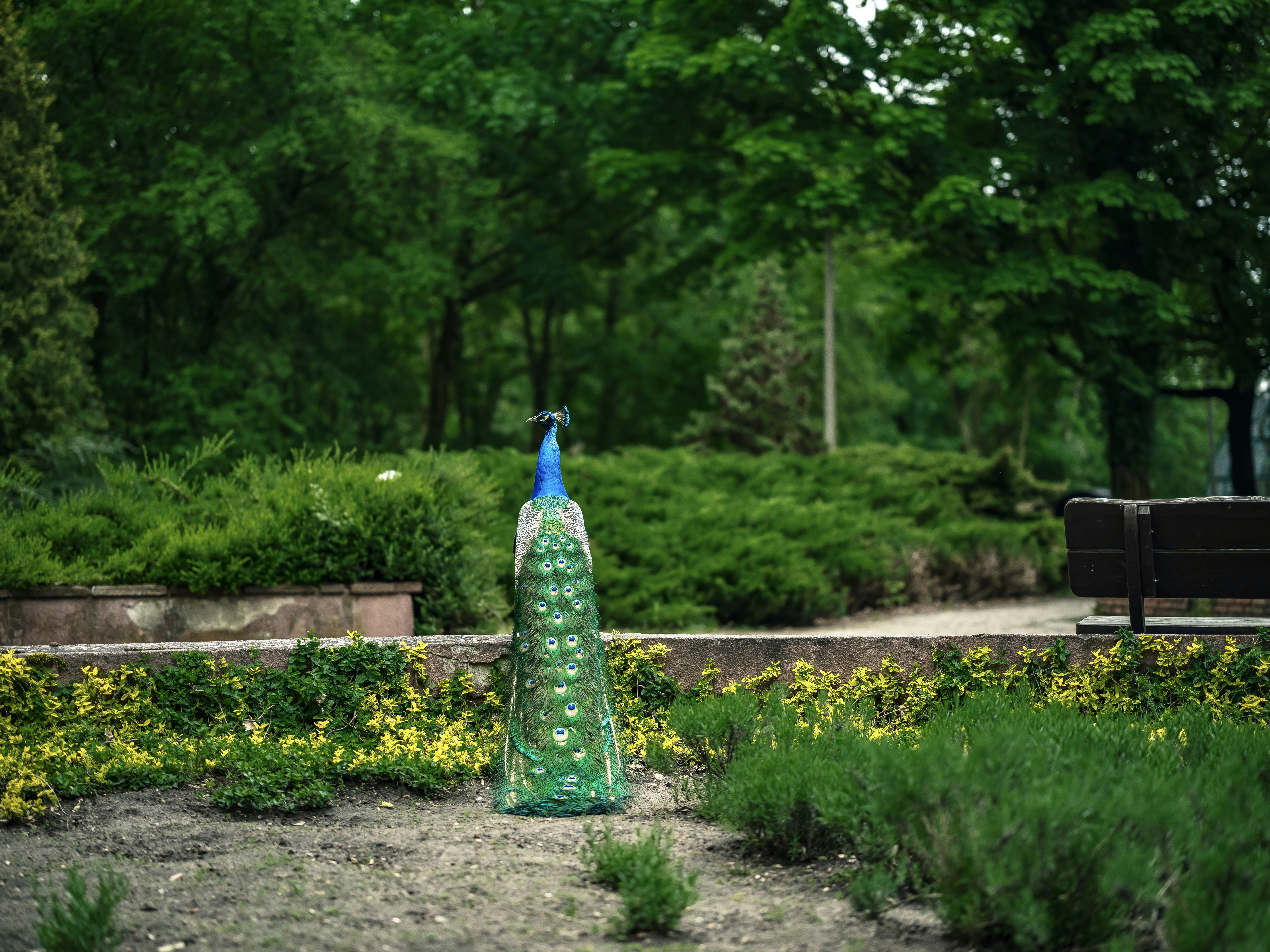 Emerald Peacock on the Park Path: A Quiet Sculpture Amid Spring Greens