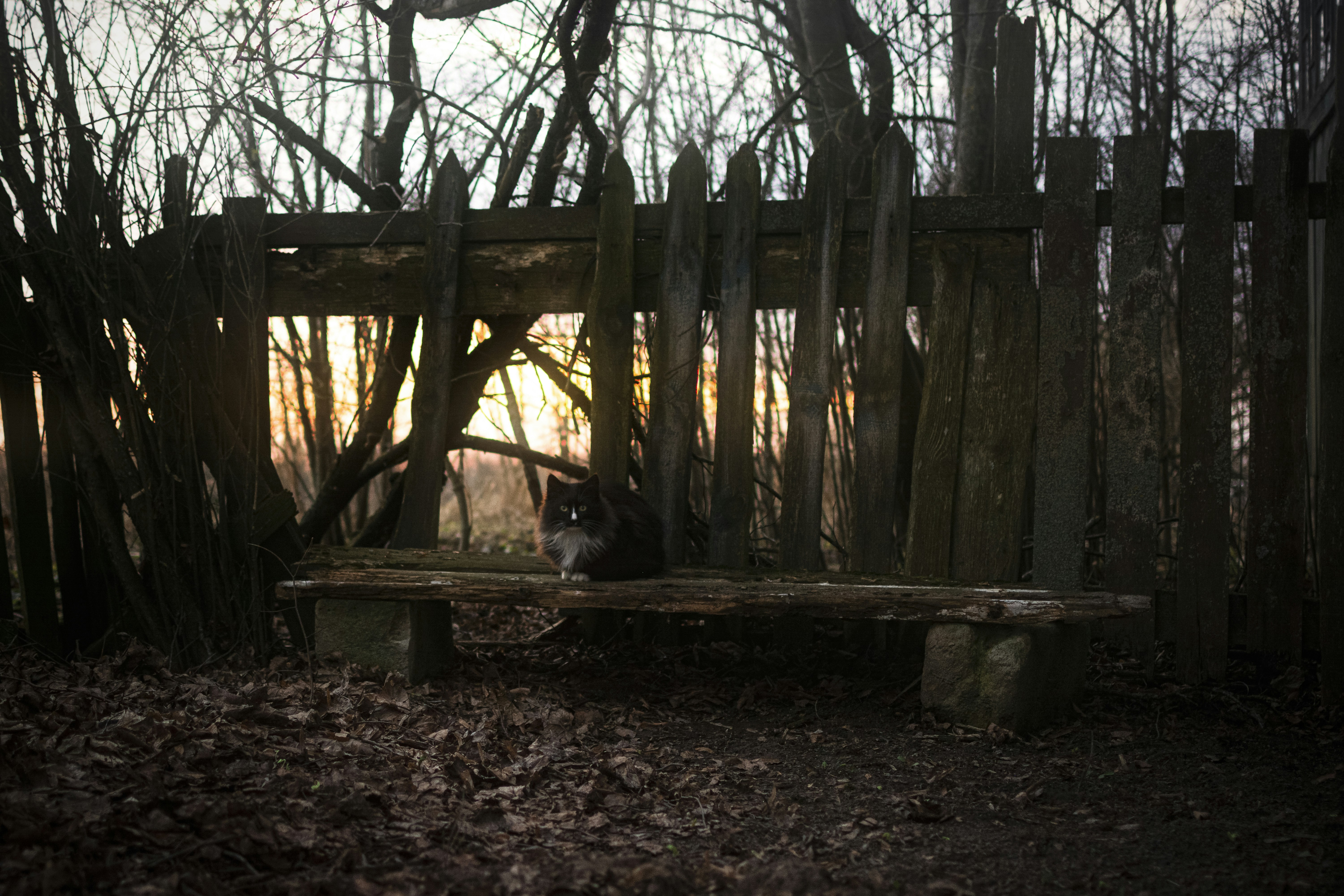 A cat sitting on a wooden bench in the woods photo – Free Nature Image ...