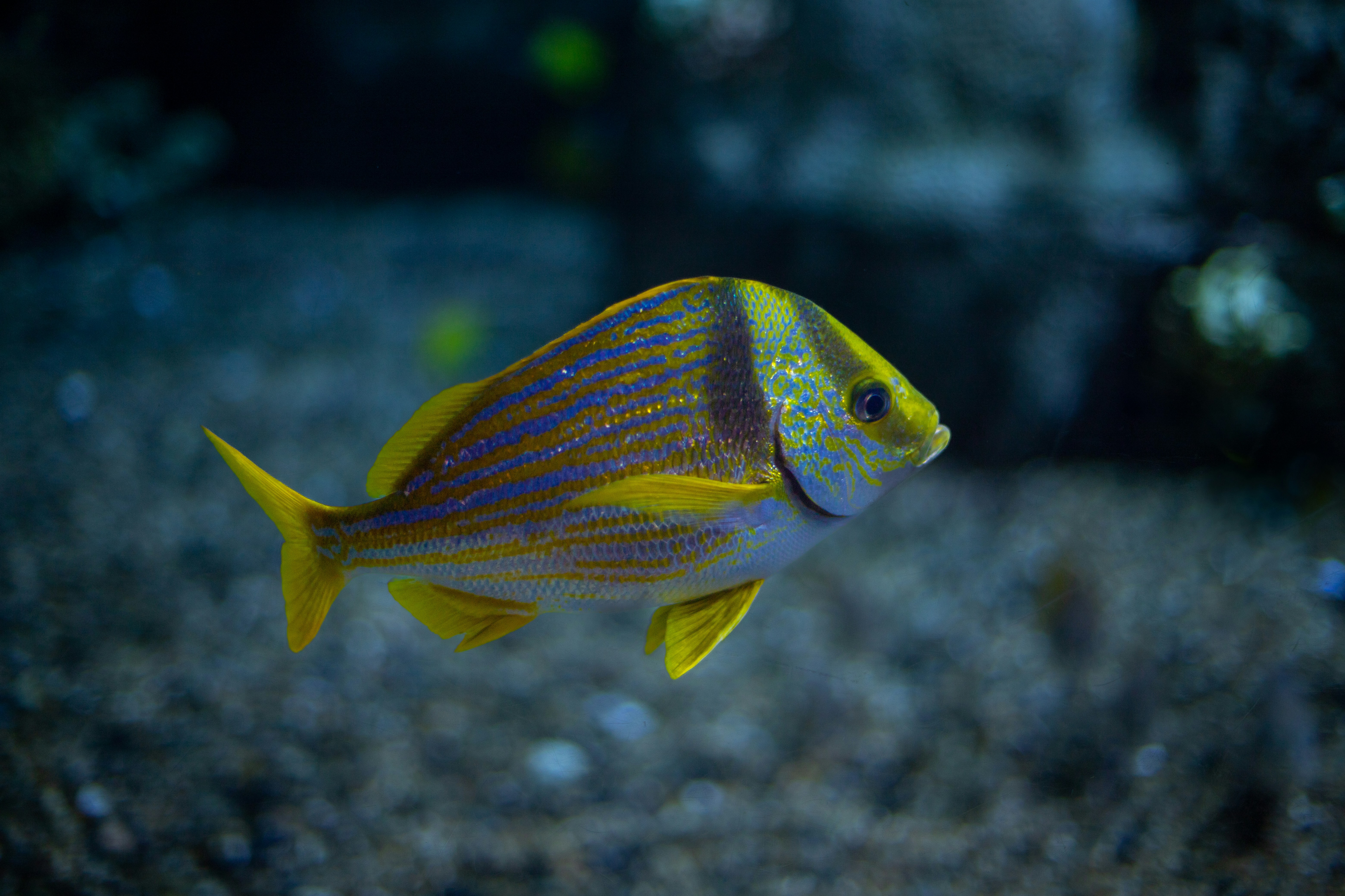 Un pez amarillo y azul nadando en un acuario foto – Imagen de Playa ...