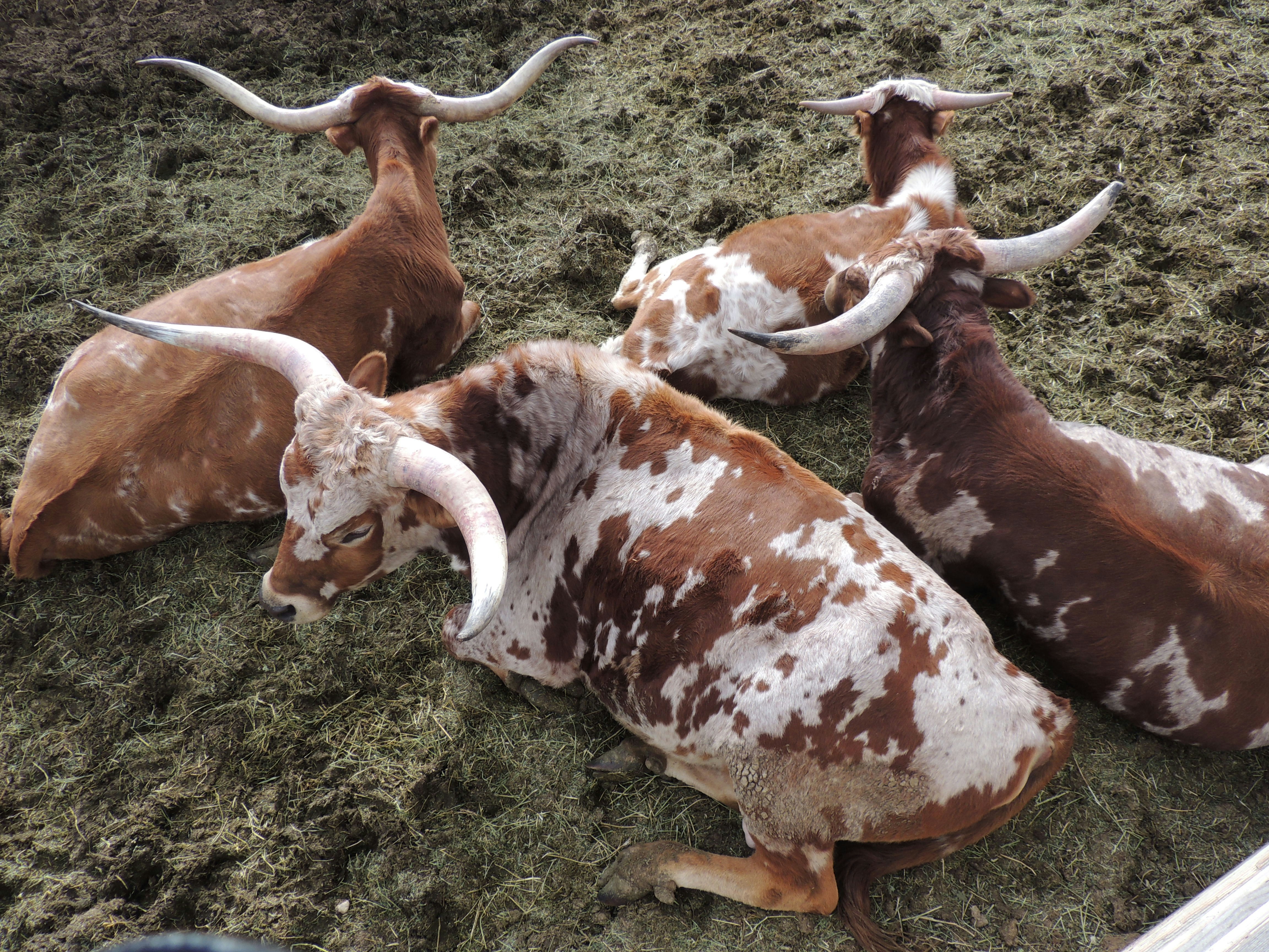 Herd at Rest: Brown and White Longhorns Lounge on Muddy Ground