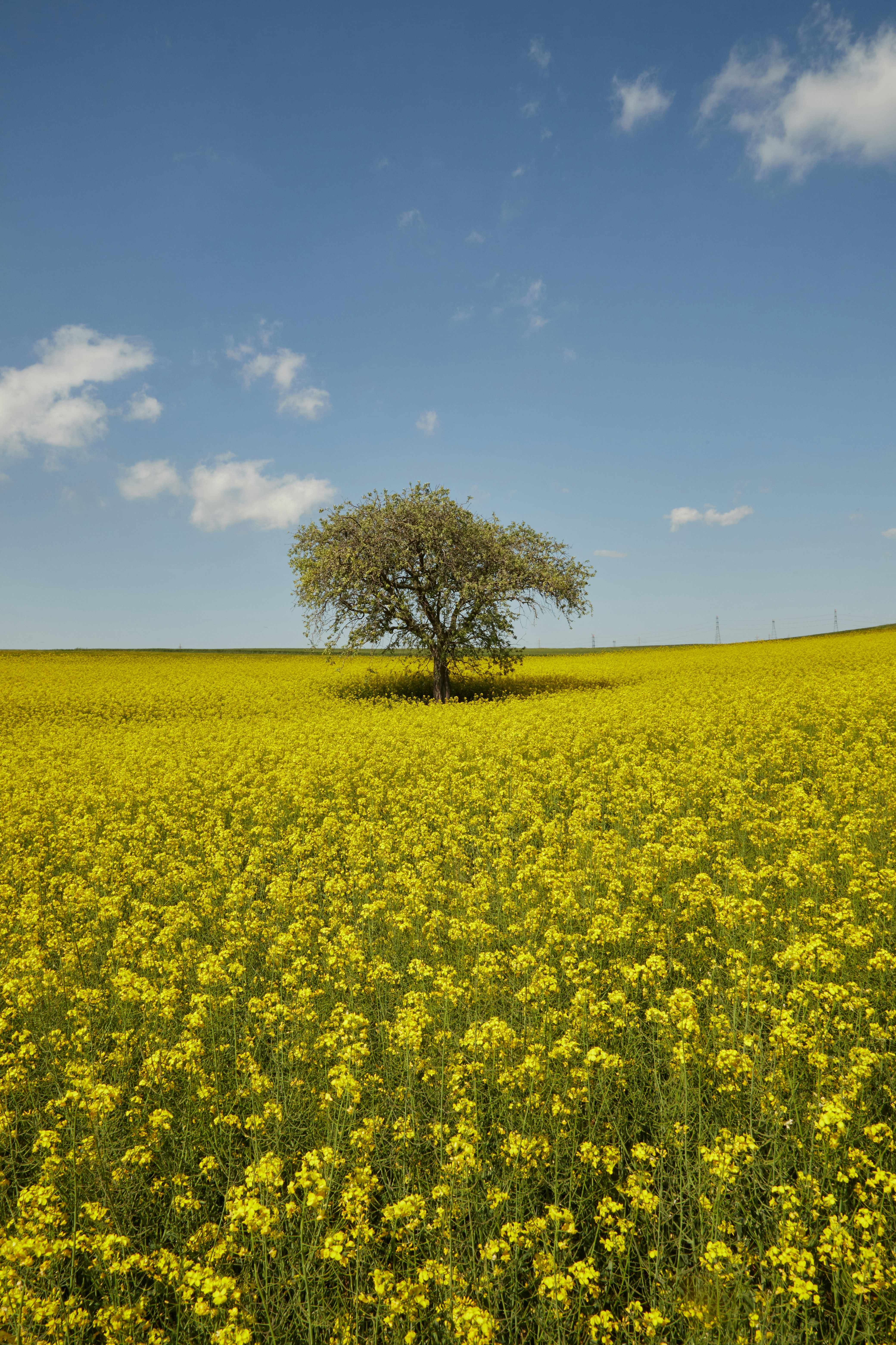 A lone tree in a field of yellow flowers photo – Free Nature Image on ...