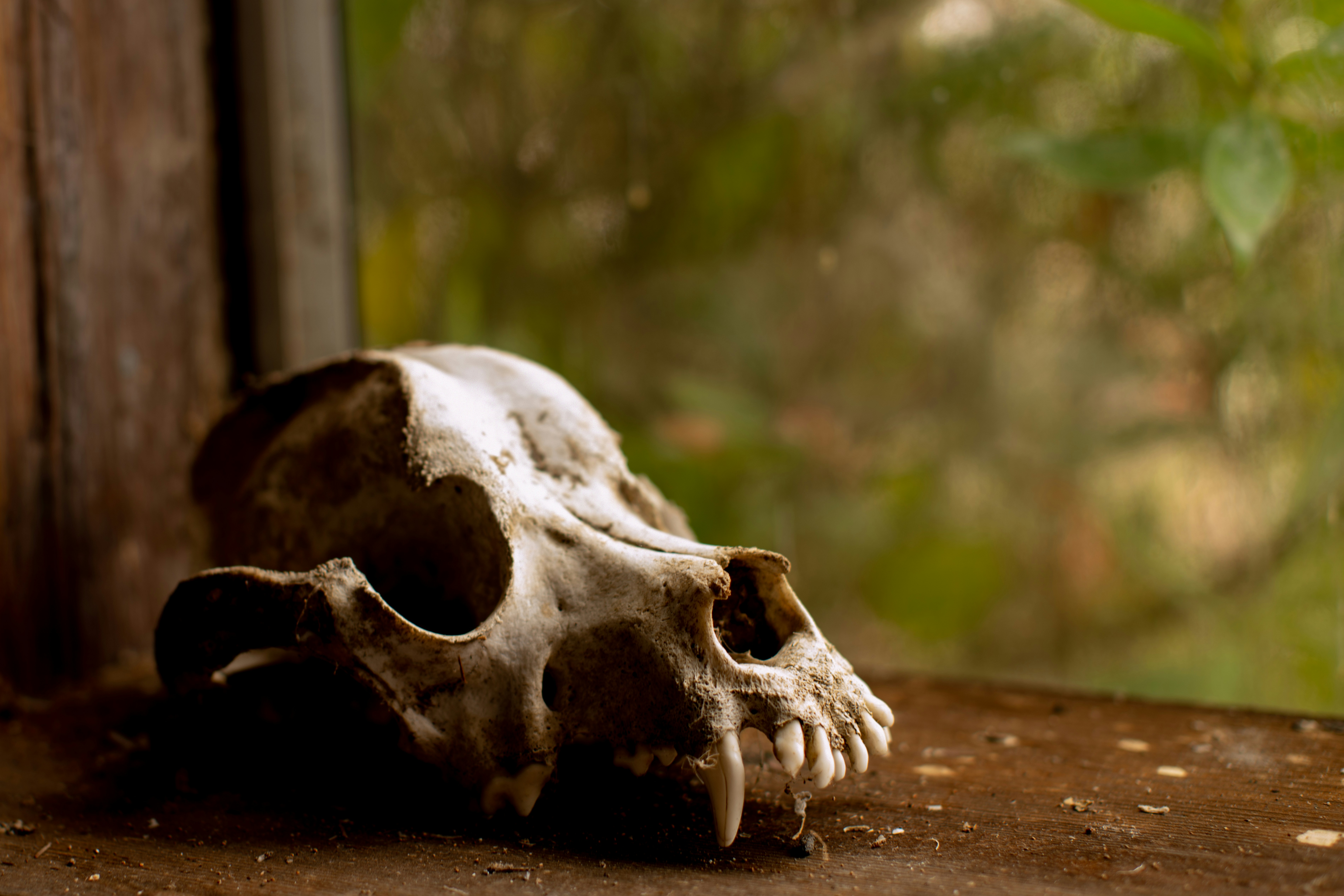 Timeworn Relic: A Silent Skull Resting on a Wooden Threshold