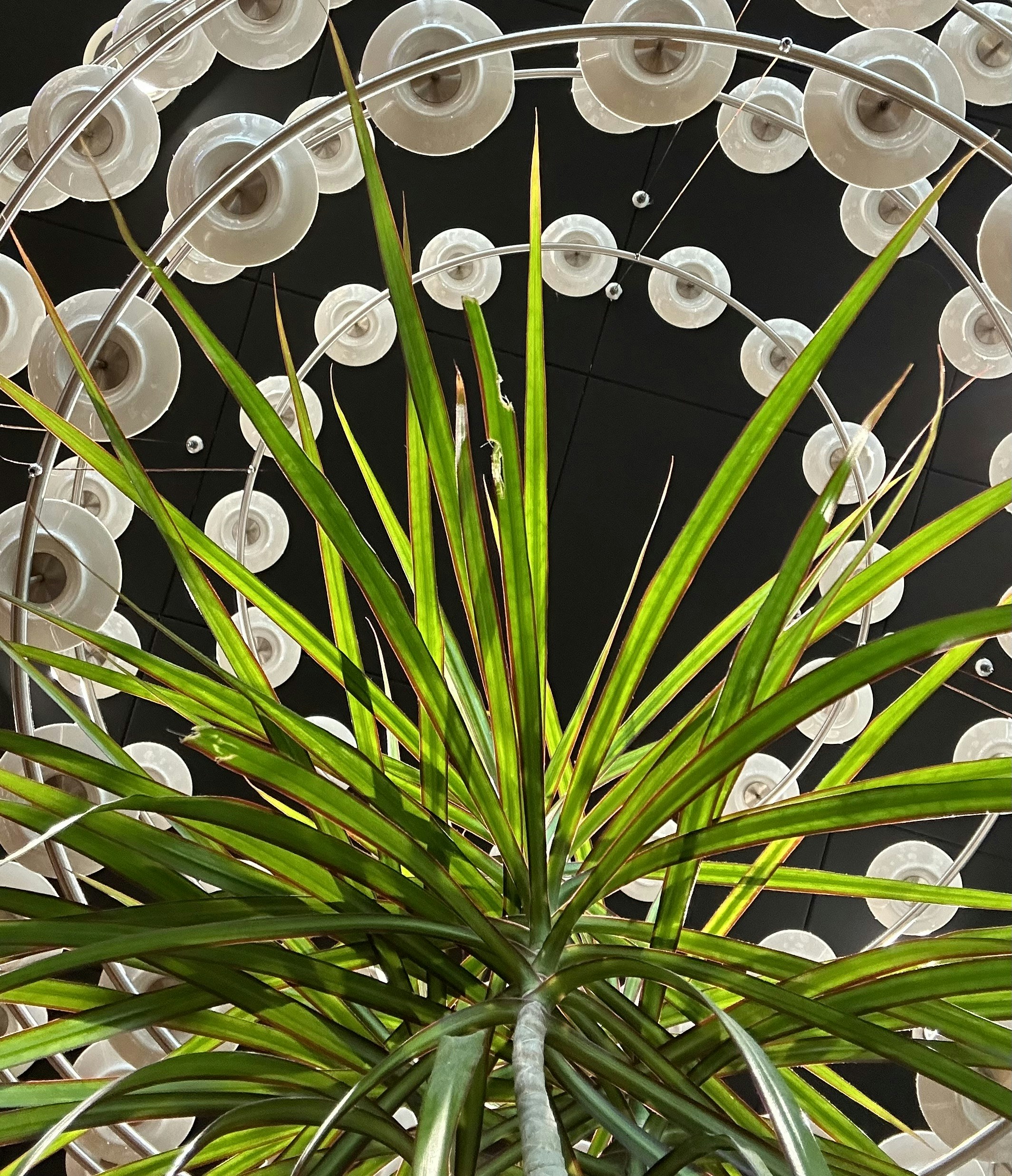 Green Yucca Fronds Under a Circular Light Installation