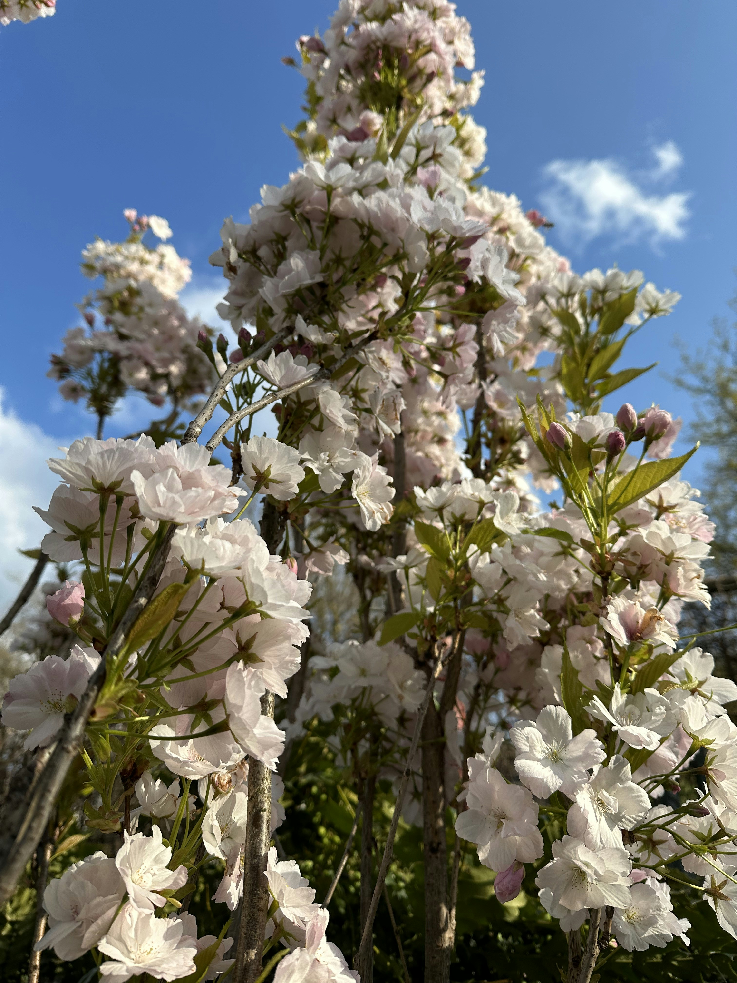 Petals in the Spring Light: A Cascade of Cherry Blossoms