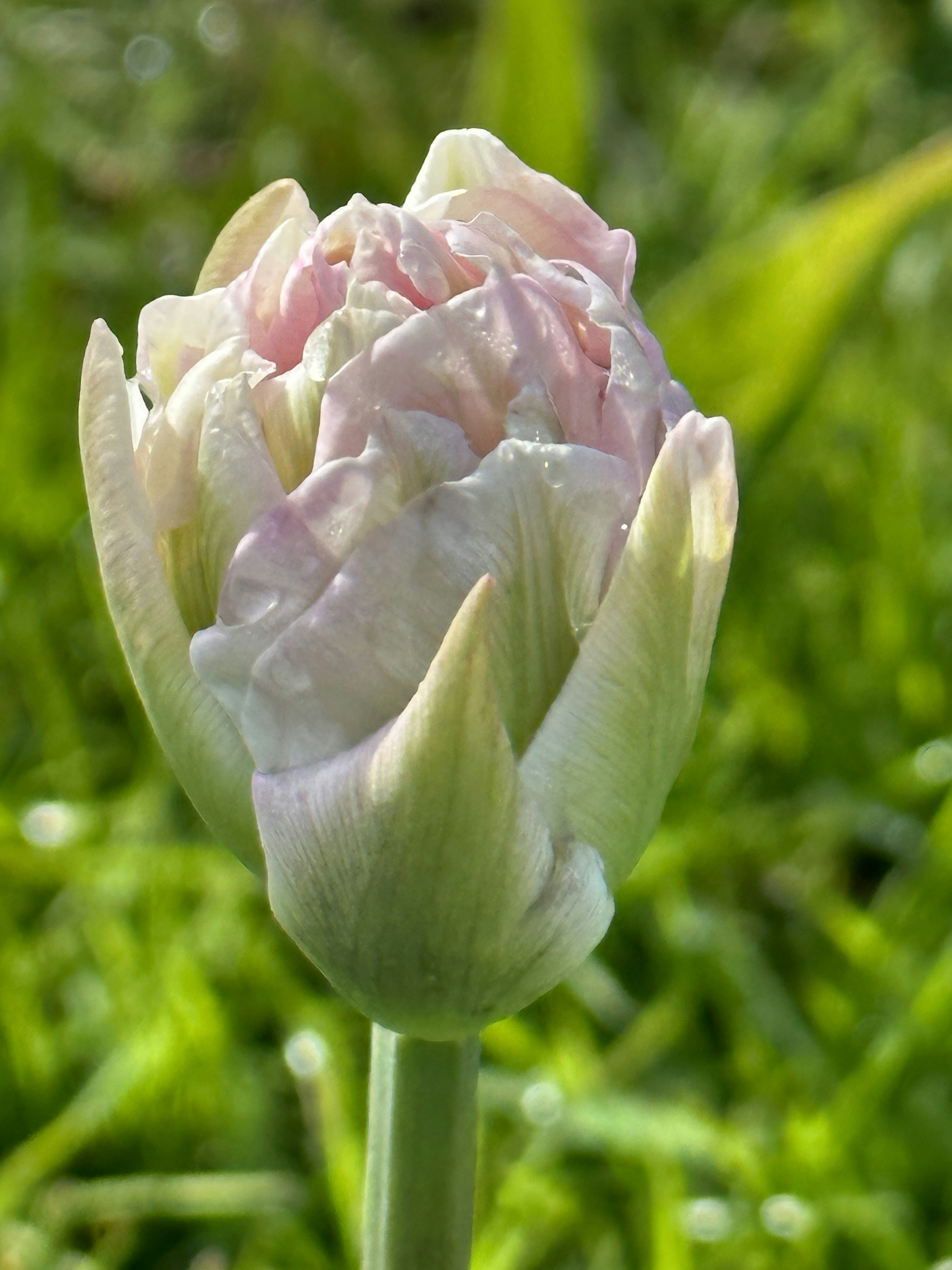 Pastel Tulip Bud in Dewy Spring Light