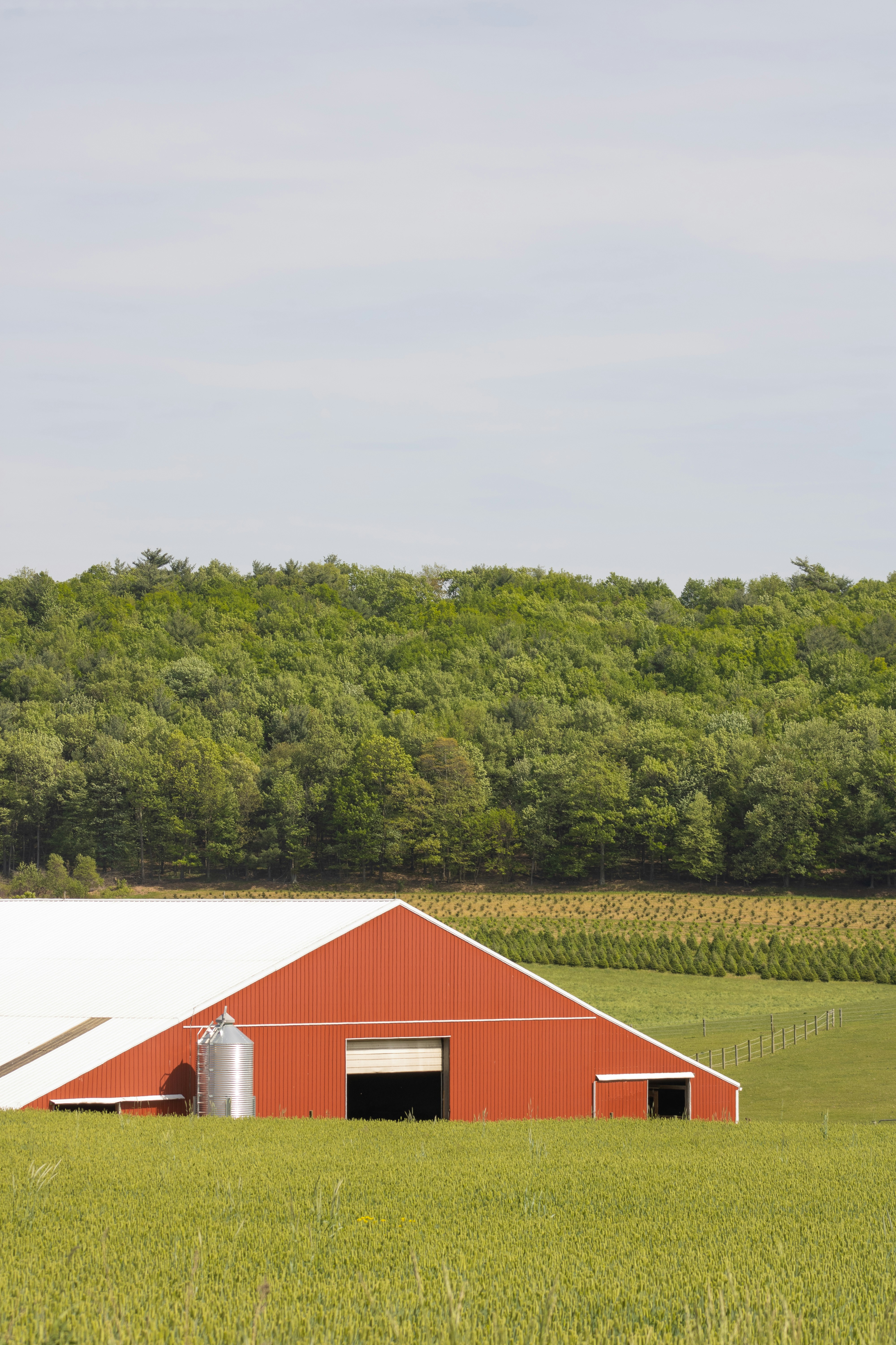 Barn With Corn Field Background