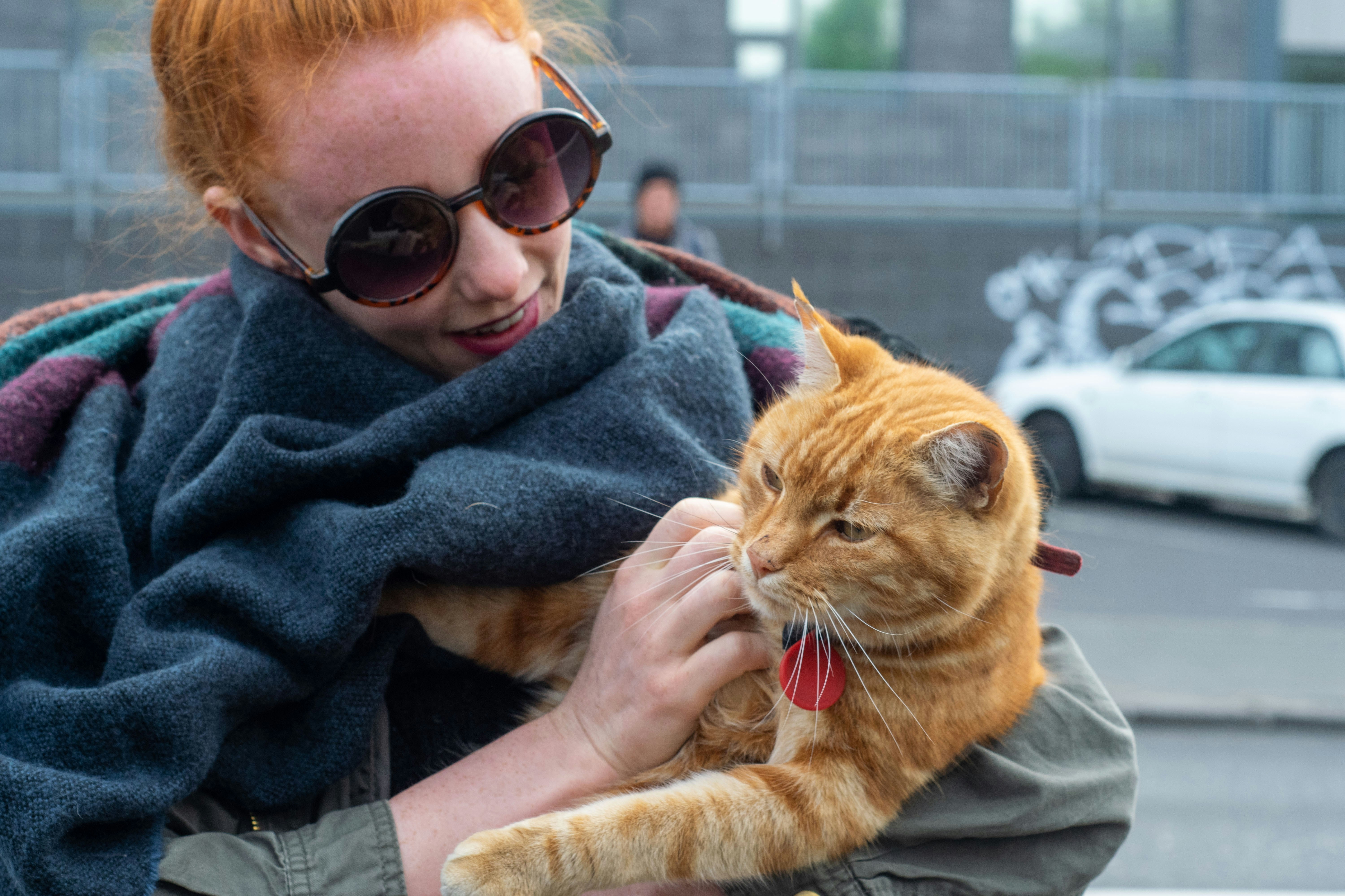 Orange Tabby in a Cozy Embrace: A Daylight Moment