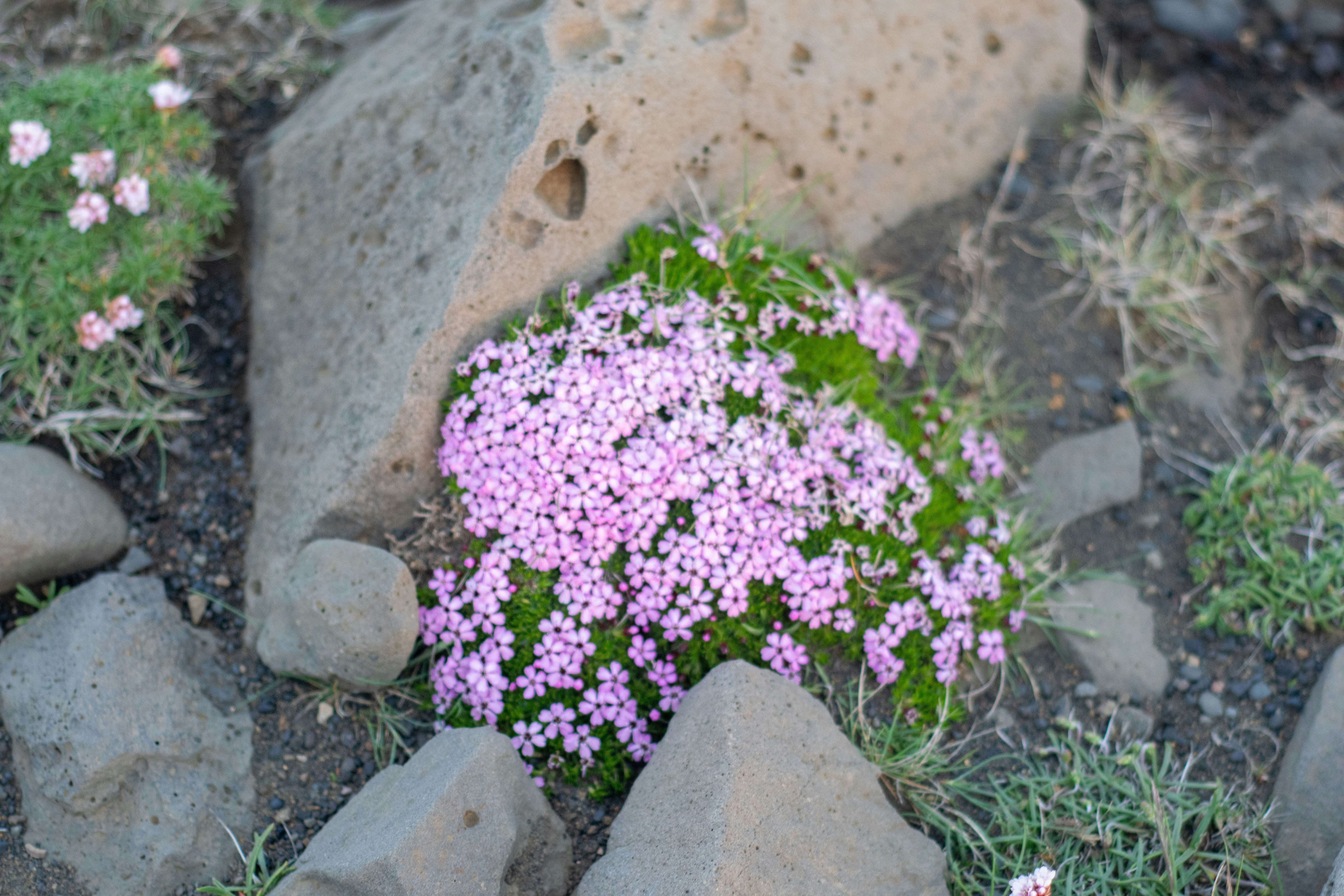 Pink Crown Between Granite: A Quiet Rock-Garden Moment