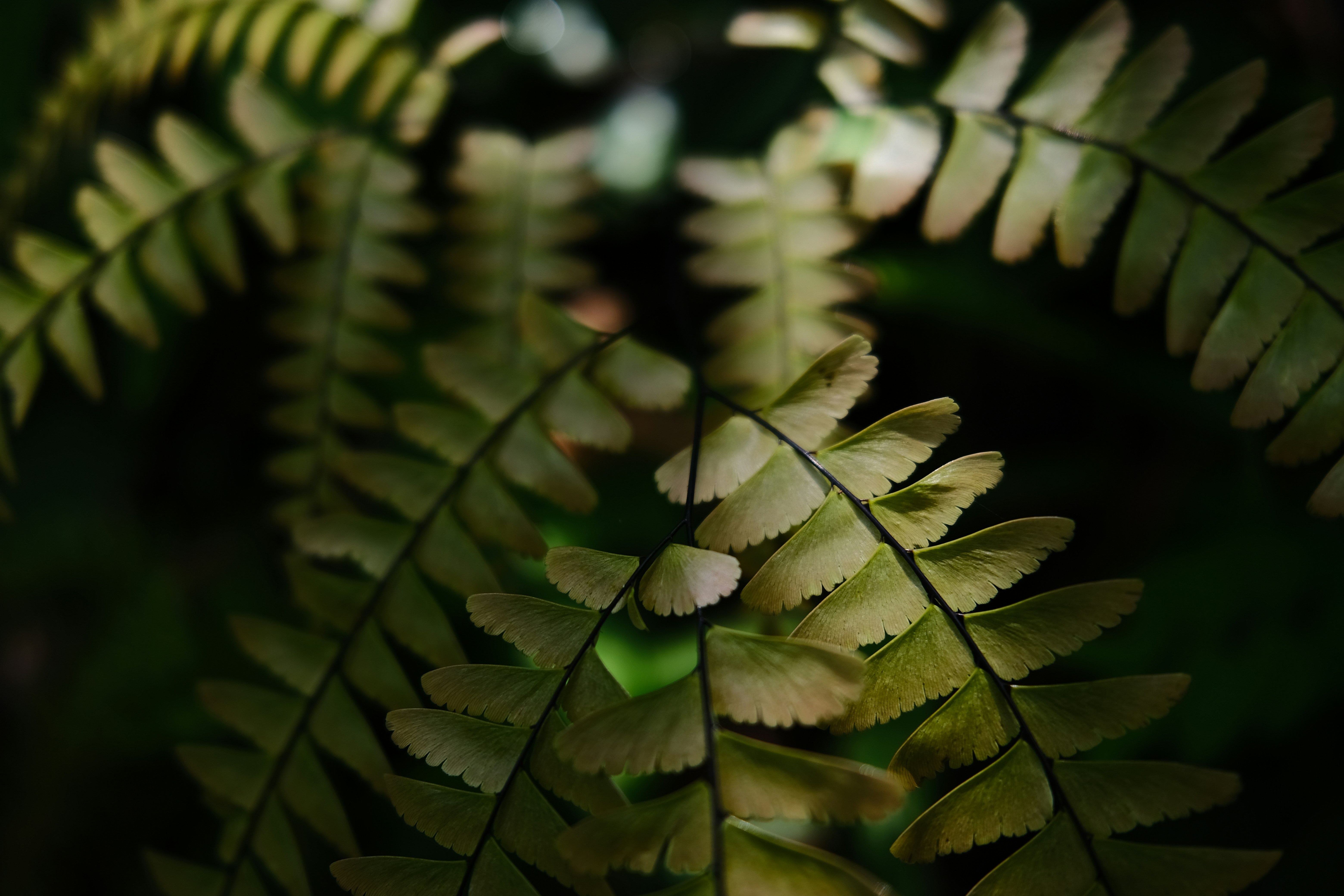 Emerald Lace: Macro Portrait of Fern Fronds in Quiet Focus