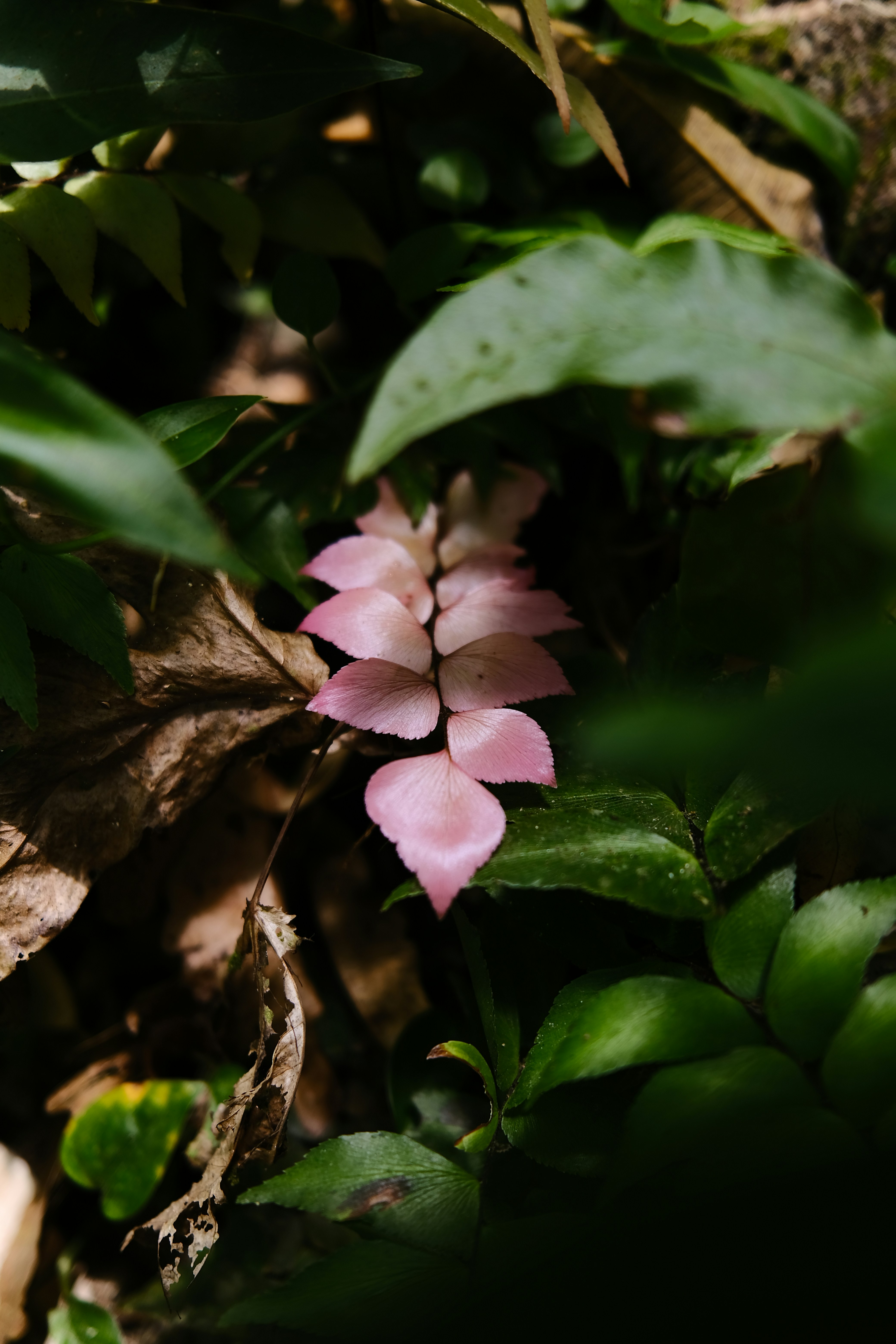 Photograph of pink leaflets forming a delicate line along the forest floor, framed by green foliage and fallen leaves. It emphasizes color contrast and natural texture in a woodland setting.