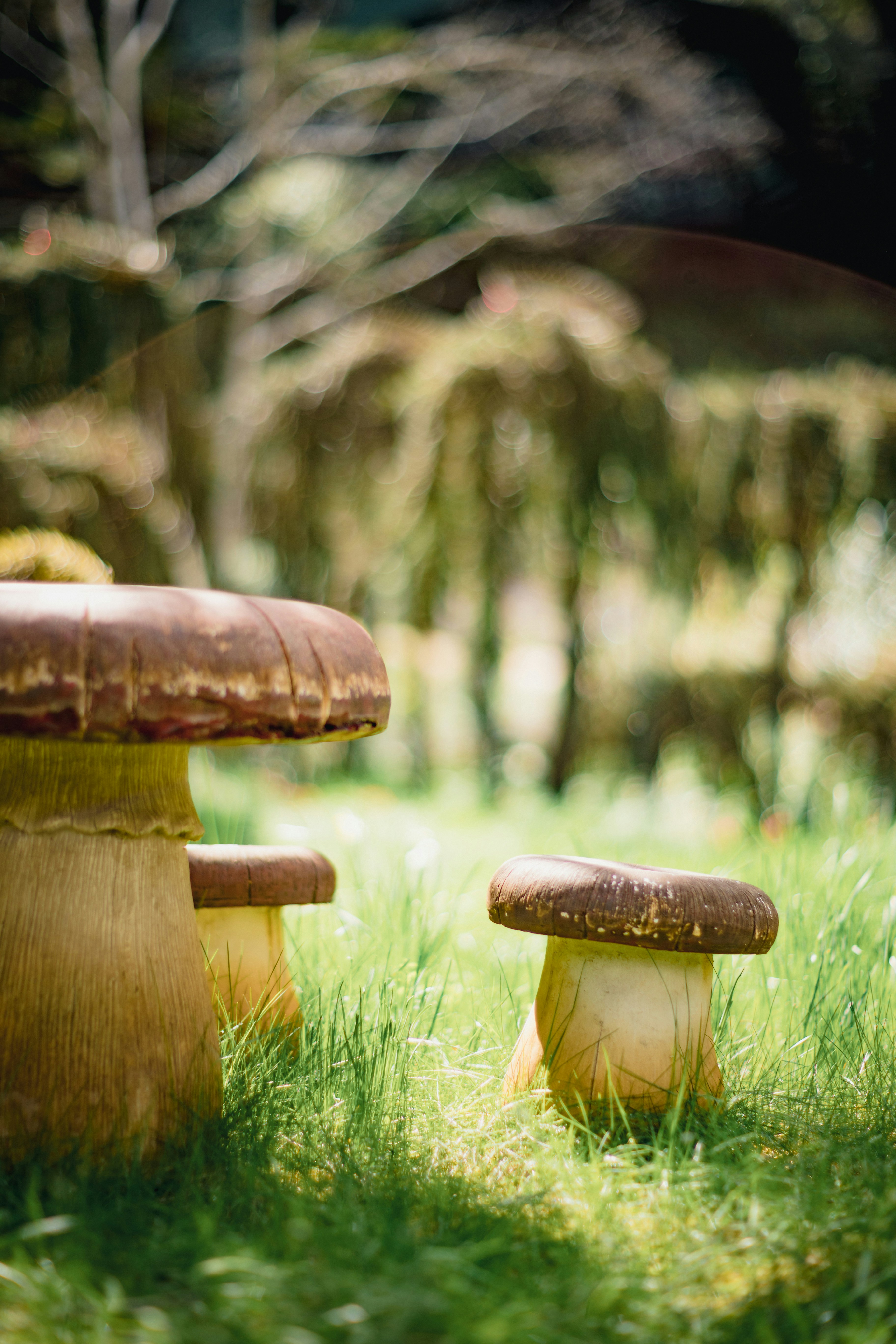 Sunlit Giants: Mushrooms Framing a Quiet Garden