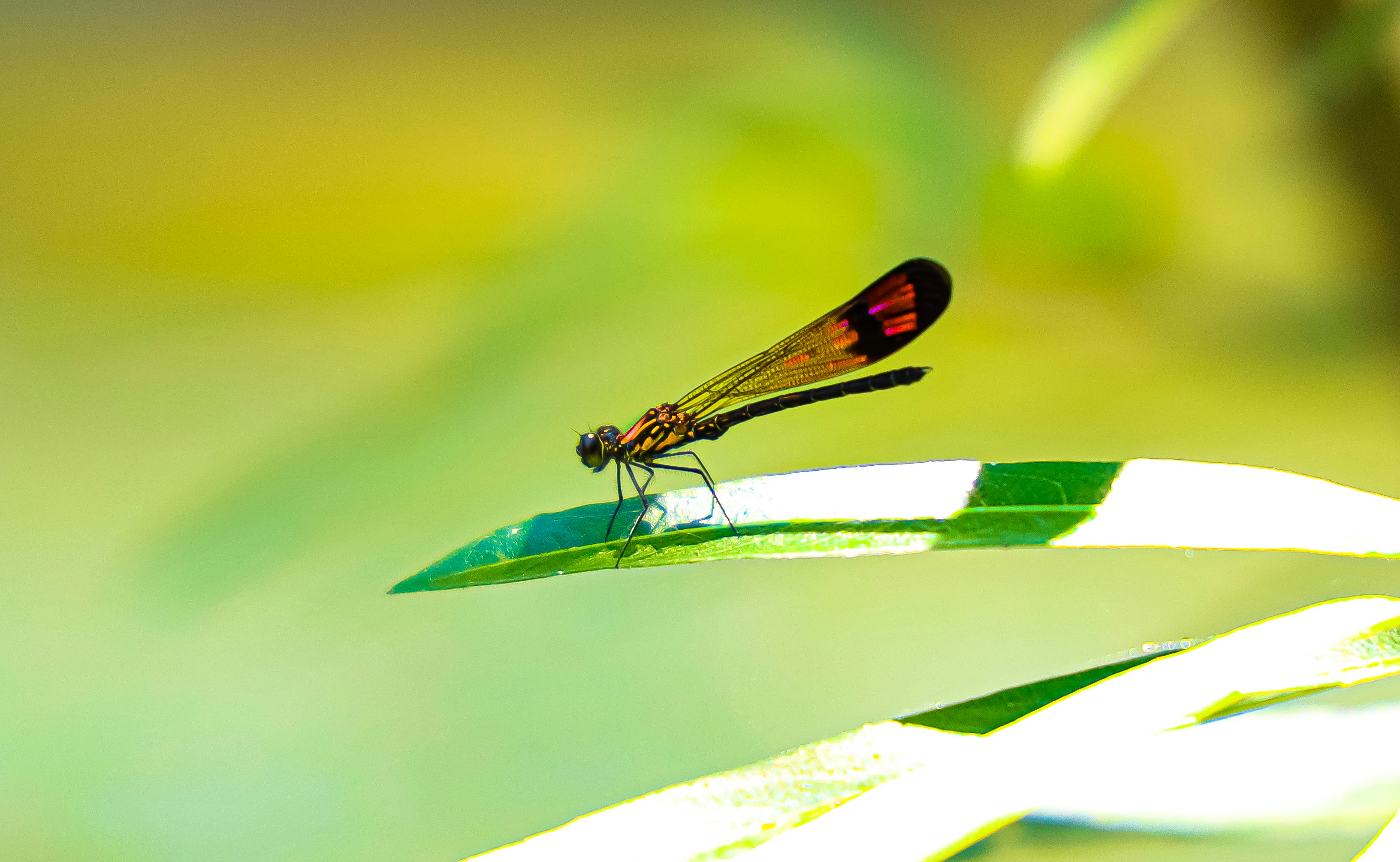 Foto Un insecto rojo y negro sentado encima de una hoja verde – Imagen ...
