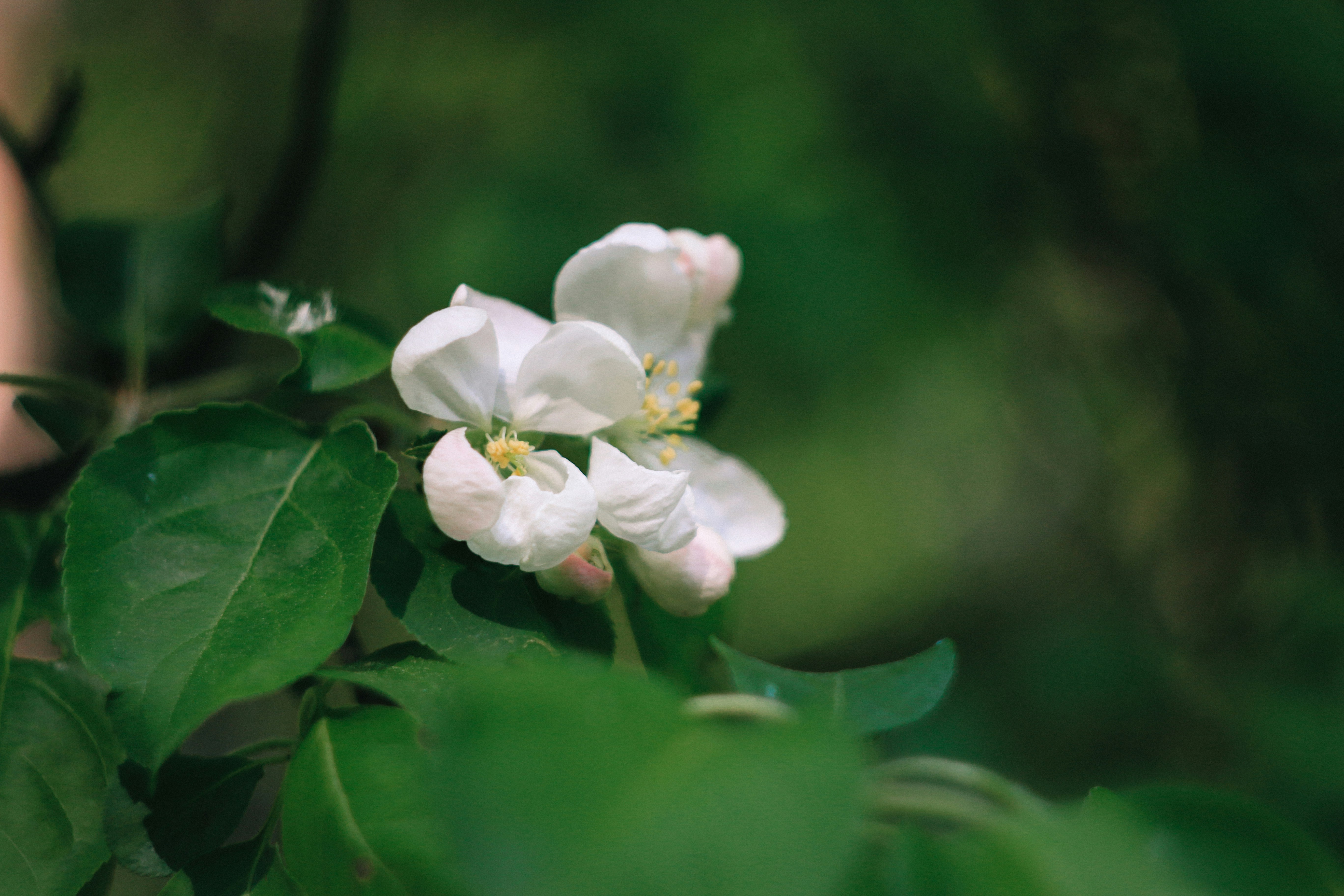 Photo by Olga Deeva with Canon EOS 70D