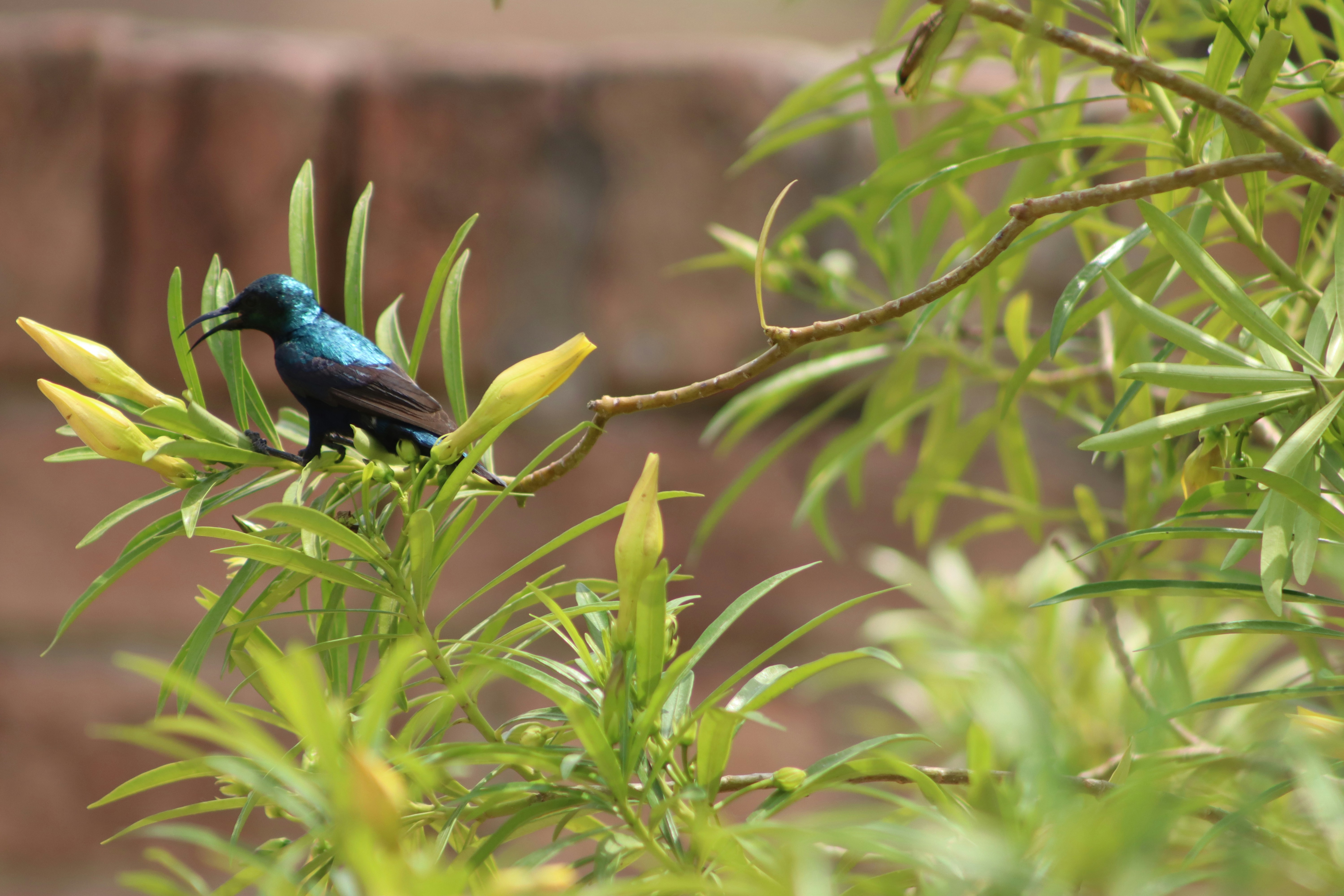 Iridescent Sunbird on a Jade-Leaf Perch