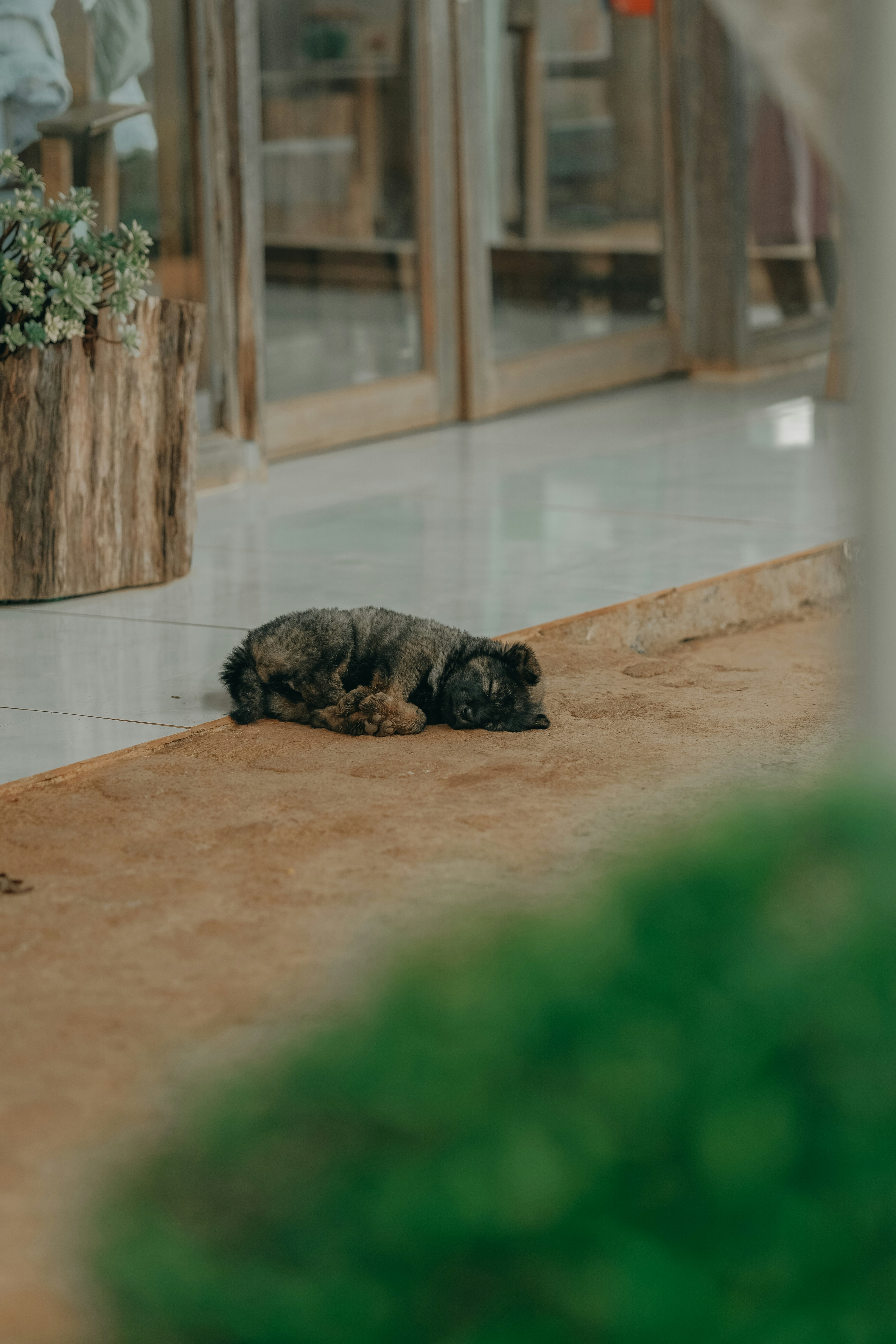 Doorstep Doze: A Tiny Companion Resting Along a Shiny Indoor Threshold