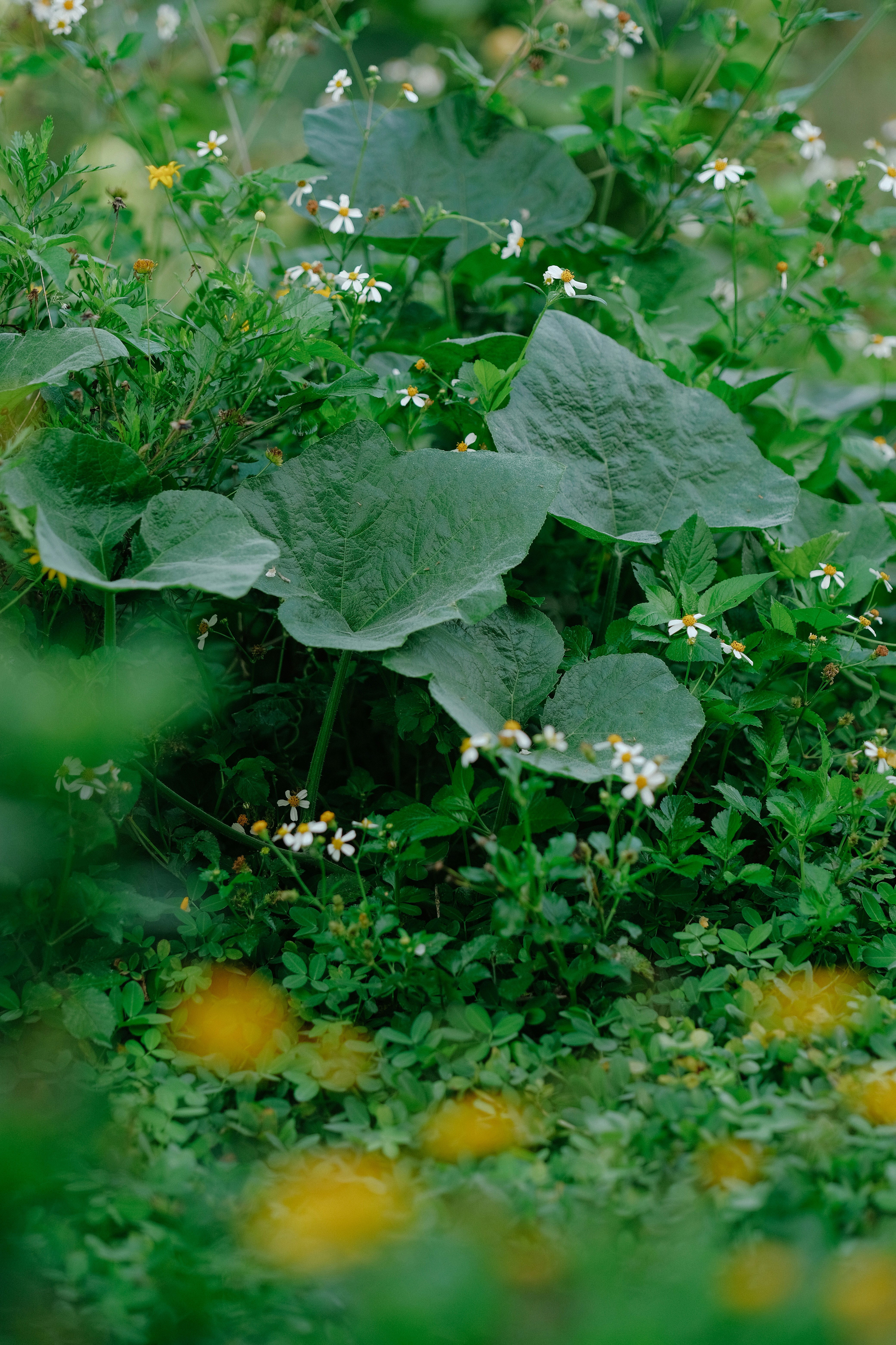 Emerald Canopy and Dainty Daisies: A Quiet Garden Close-Up