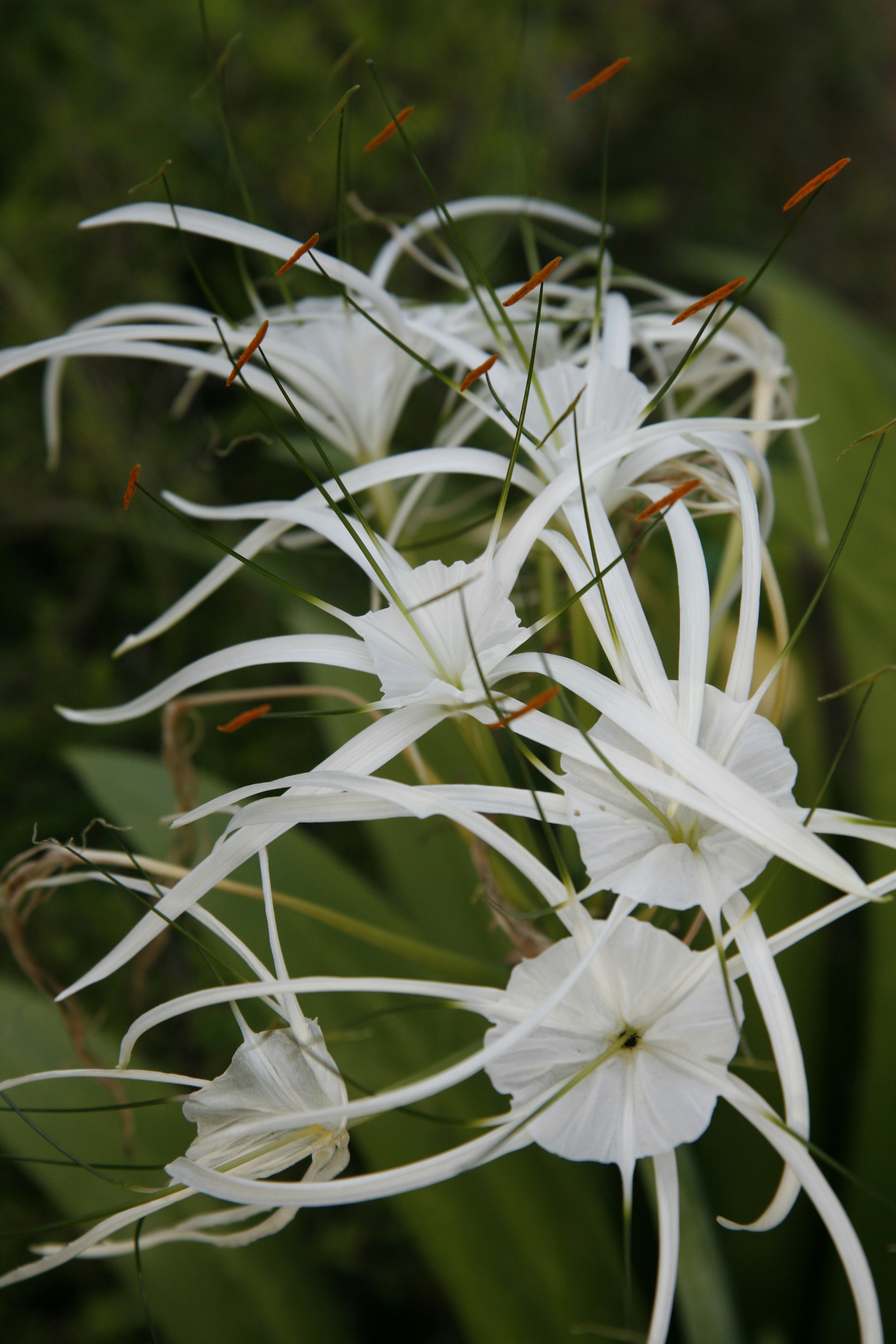 Arching White Serenity: Spider Lily Blooms Against a Velvet Green Backdrop
