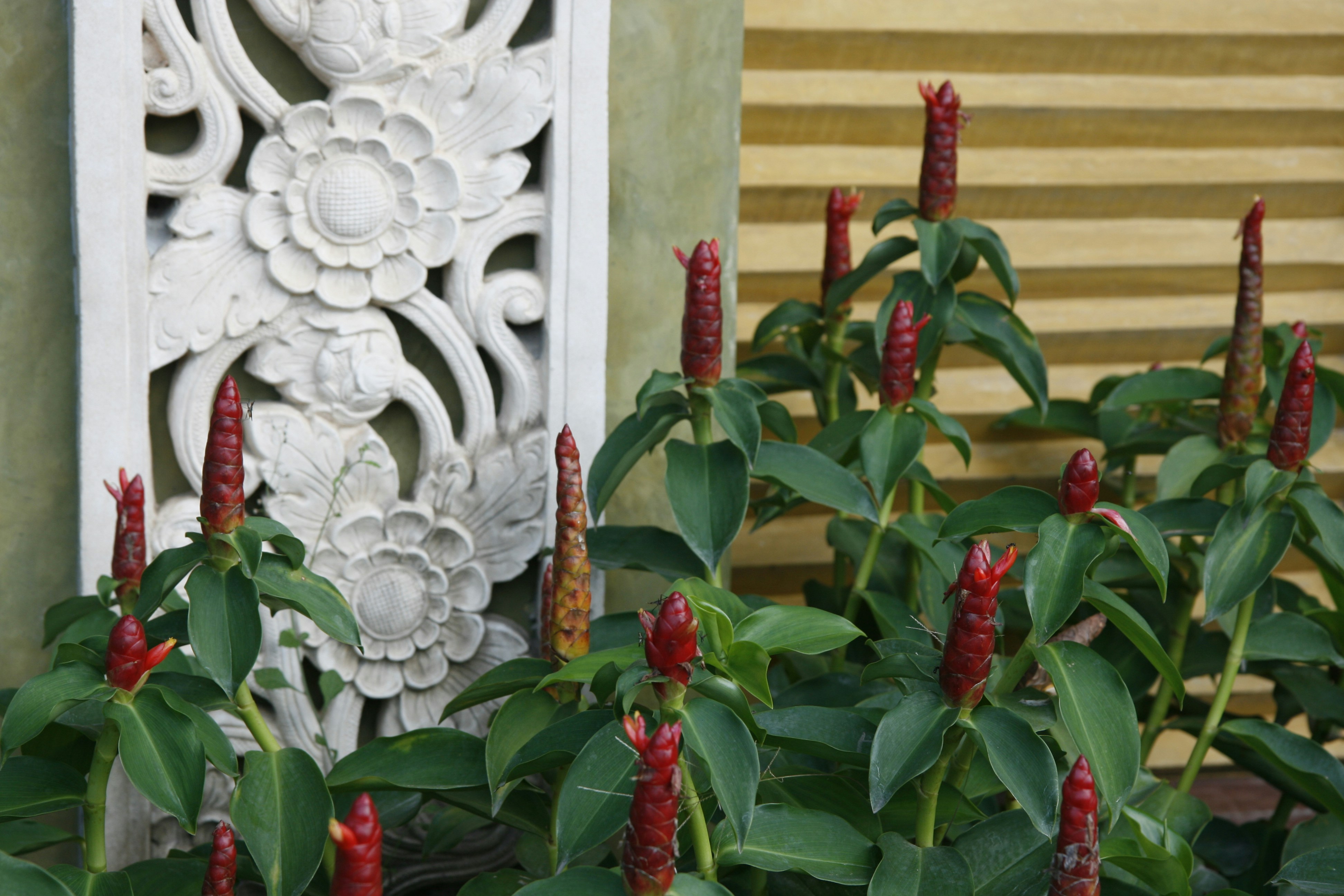 a close up of a plant with red flowers