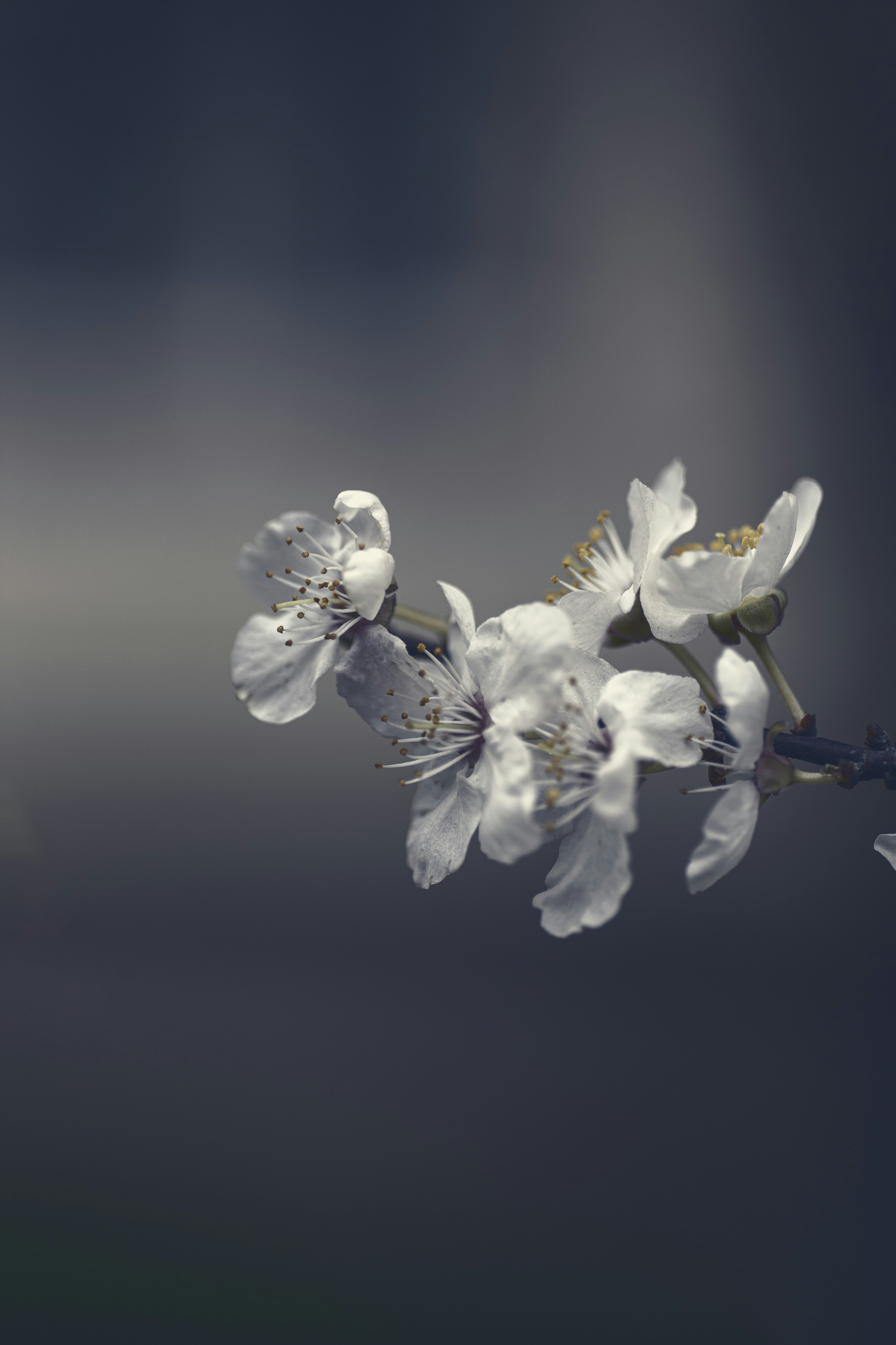 Blossoms in Soft Focus: A Quiet March of White Petals