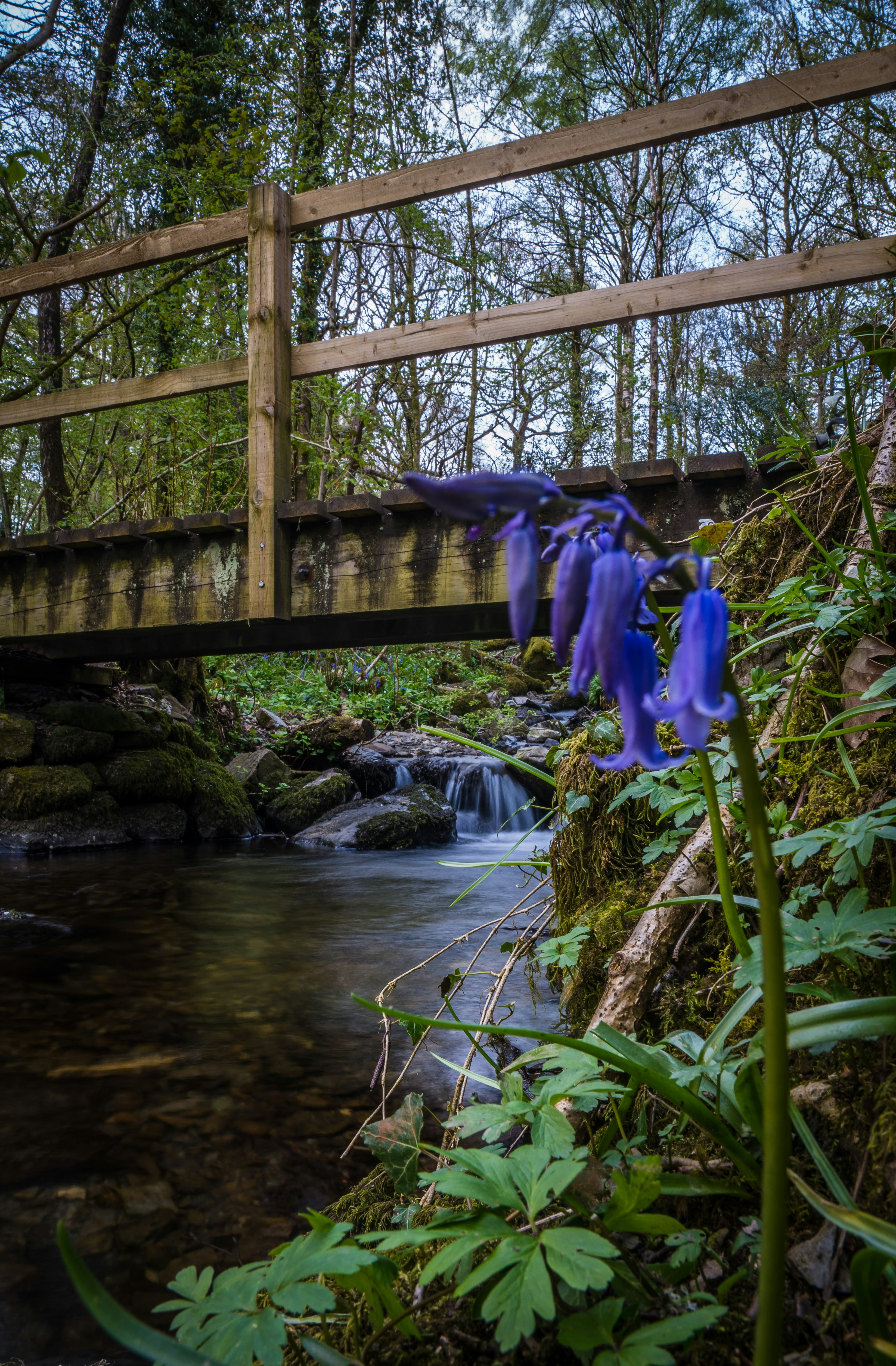 Bluebell in the Shadow of a Gentle Stream Bridge
