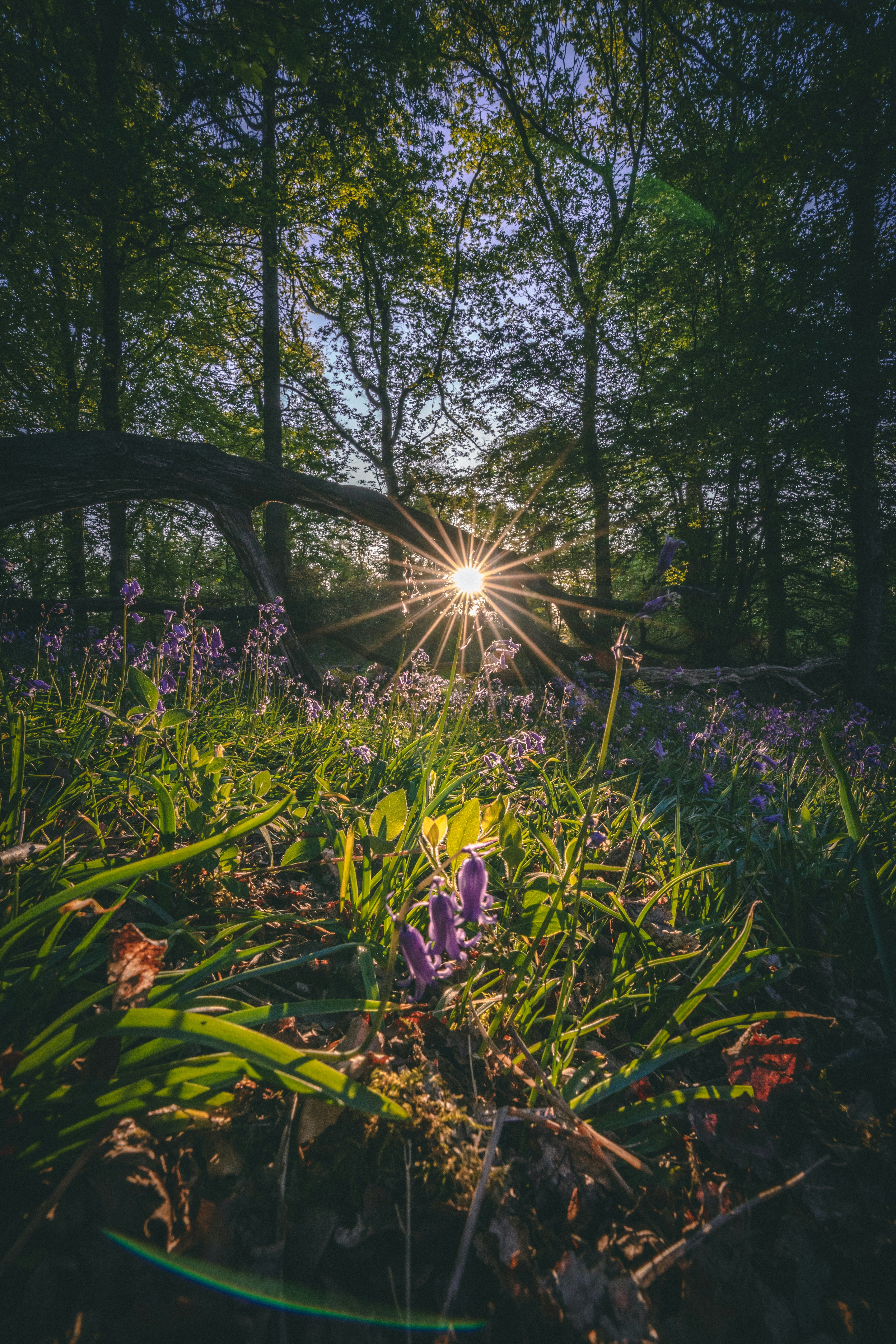 Sunlit carpet of bluebells under a quiet forest canopy