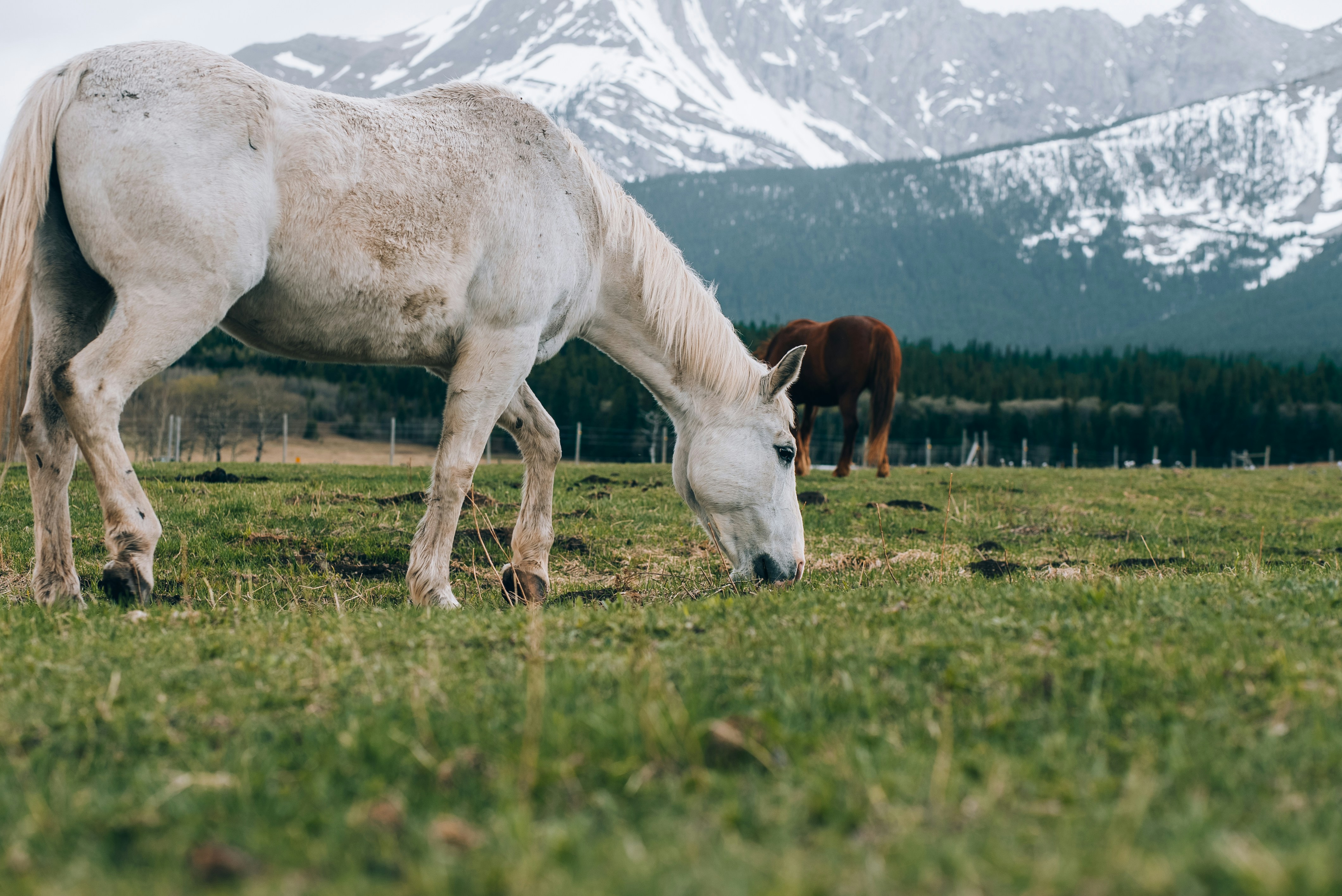 Grazing White Stallion Amid Snow-Capped Backdrop