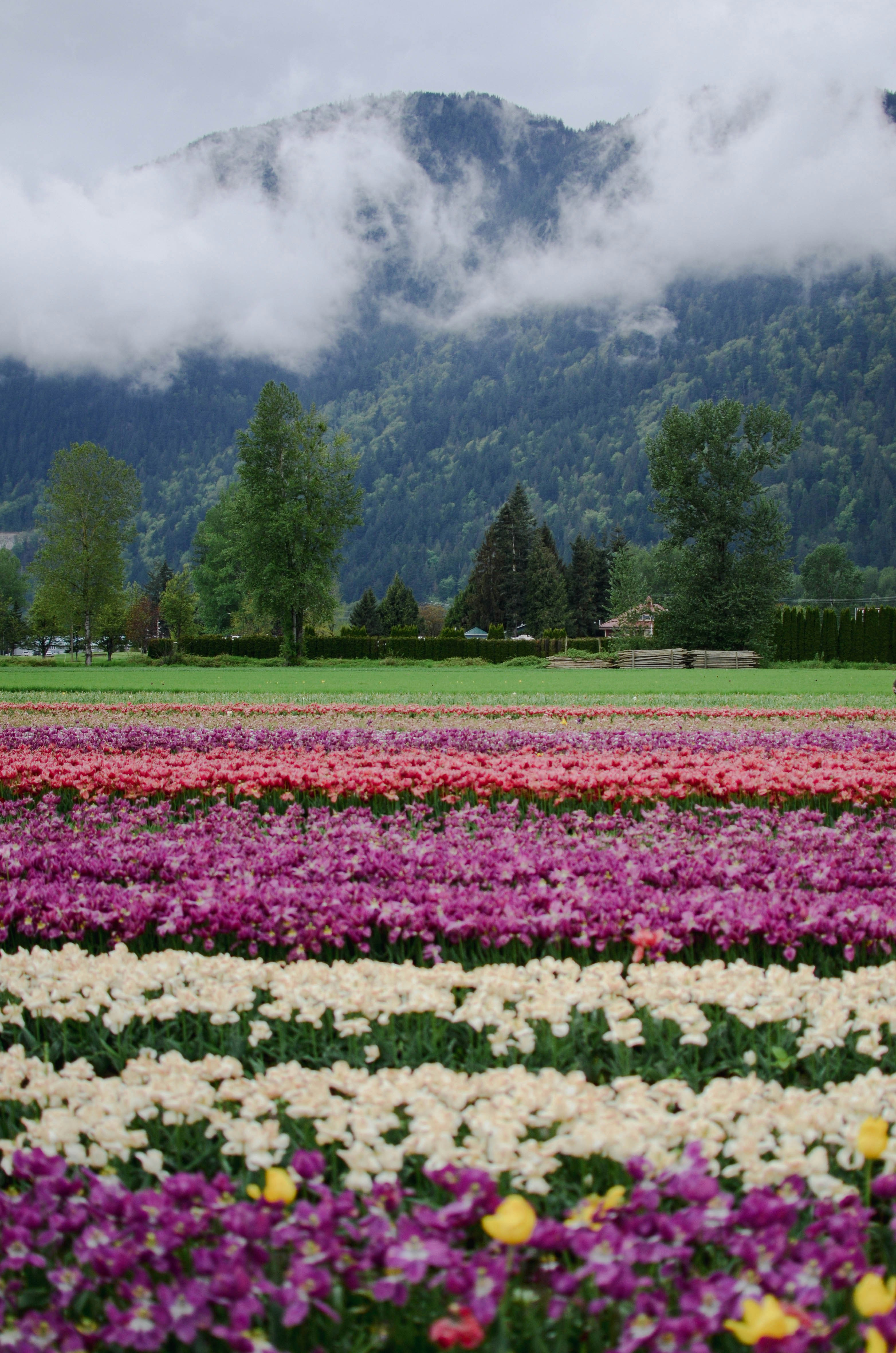 Rows of Color: Tulip Fields Leading to Misty Mountains