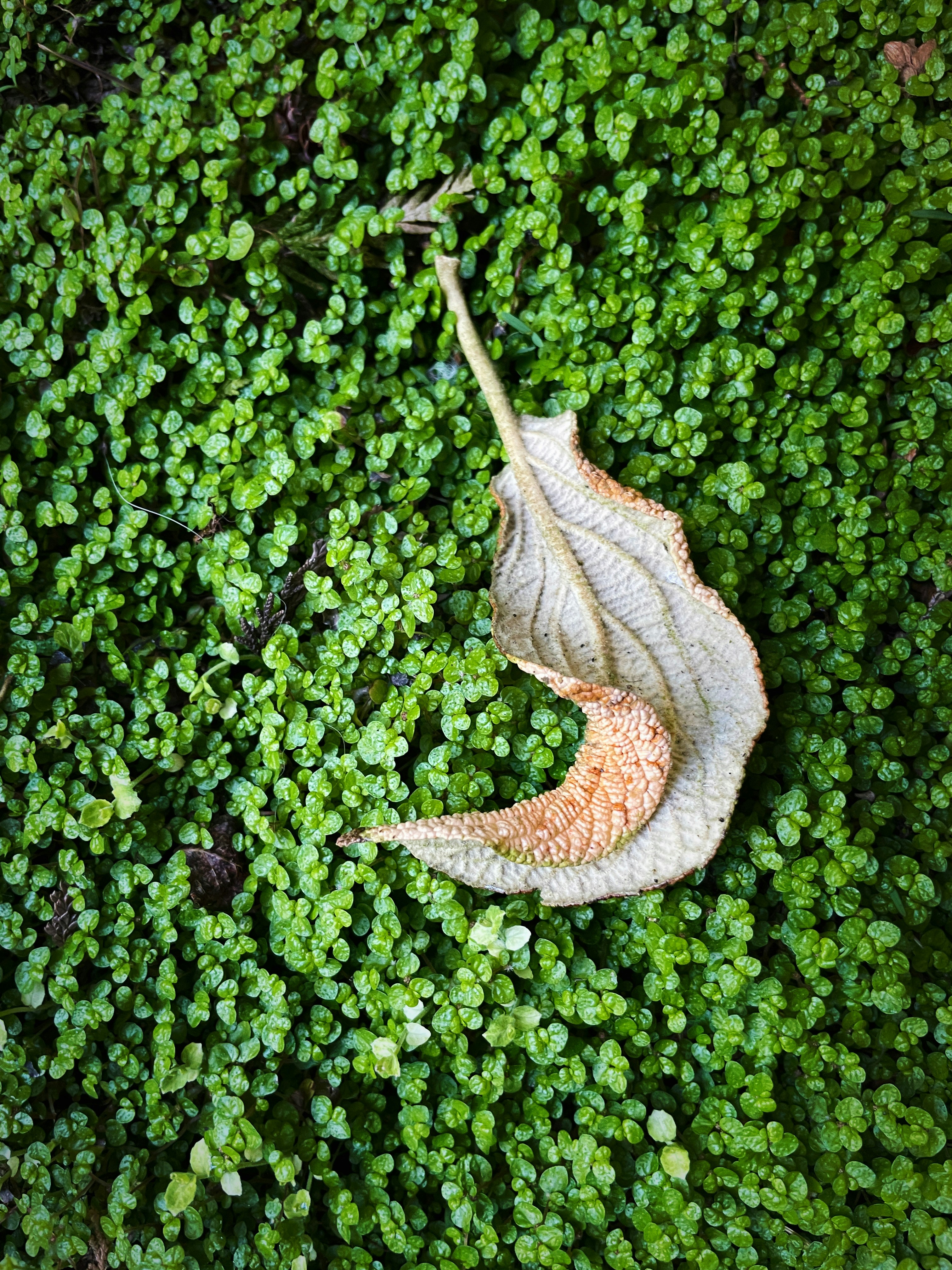 A leaf that is laying on some green plants photo – Free Nature Image on ...