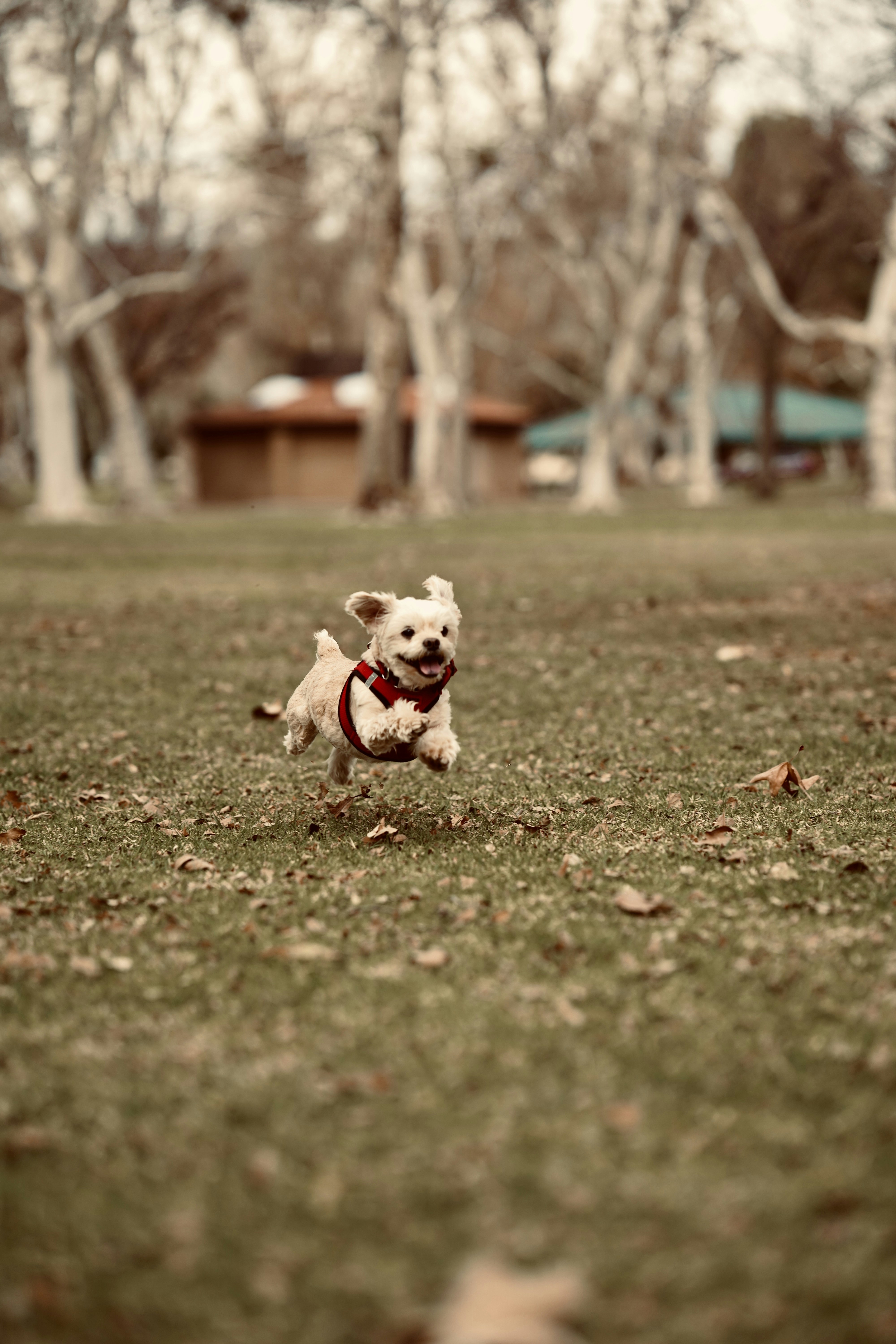 A small white dog running across a lush green field photo – Free Dogs ...