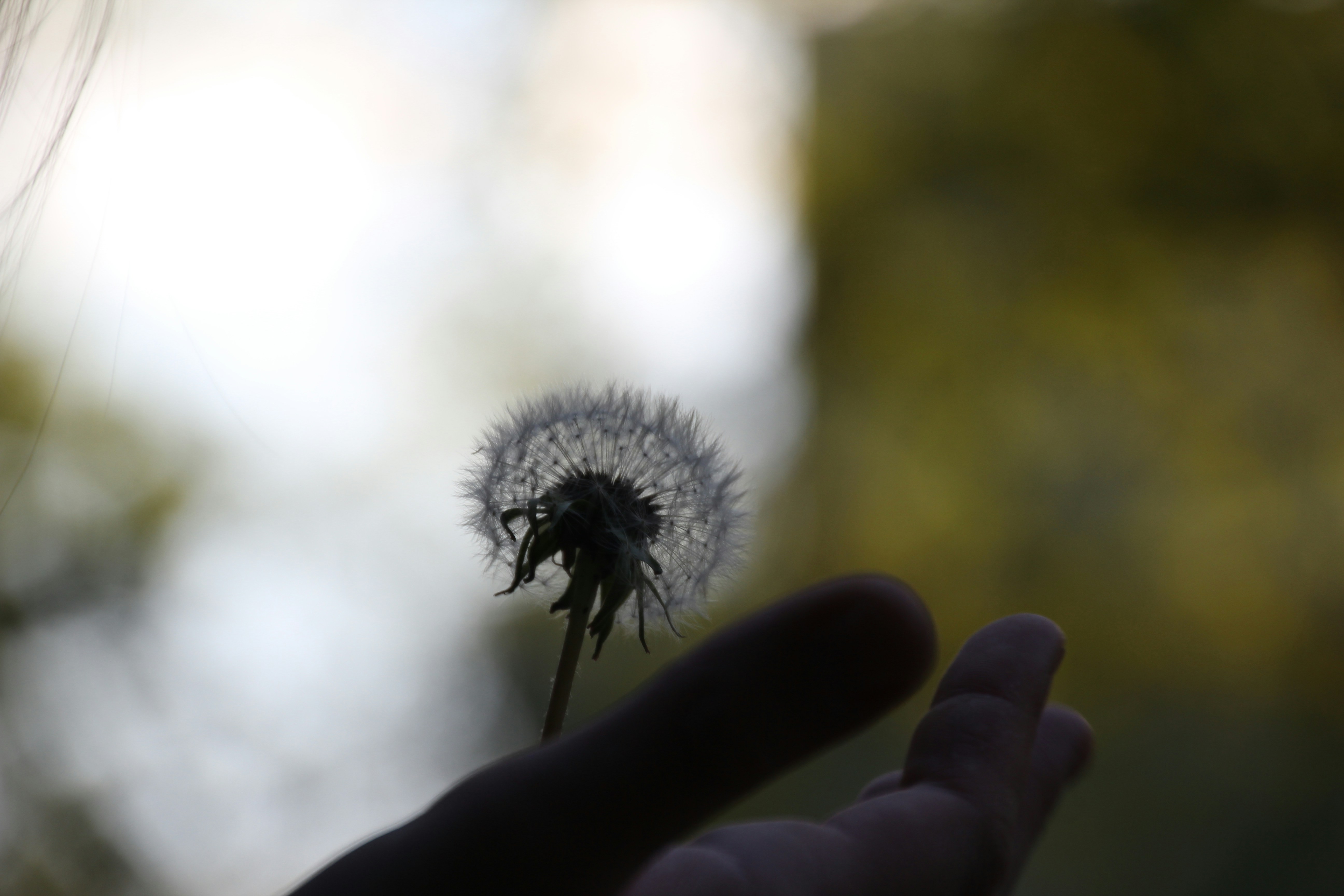 Backlit Dandelion Seed Head Held Between Fingers, a Delicate Glow