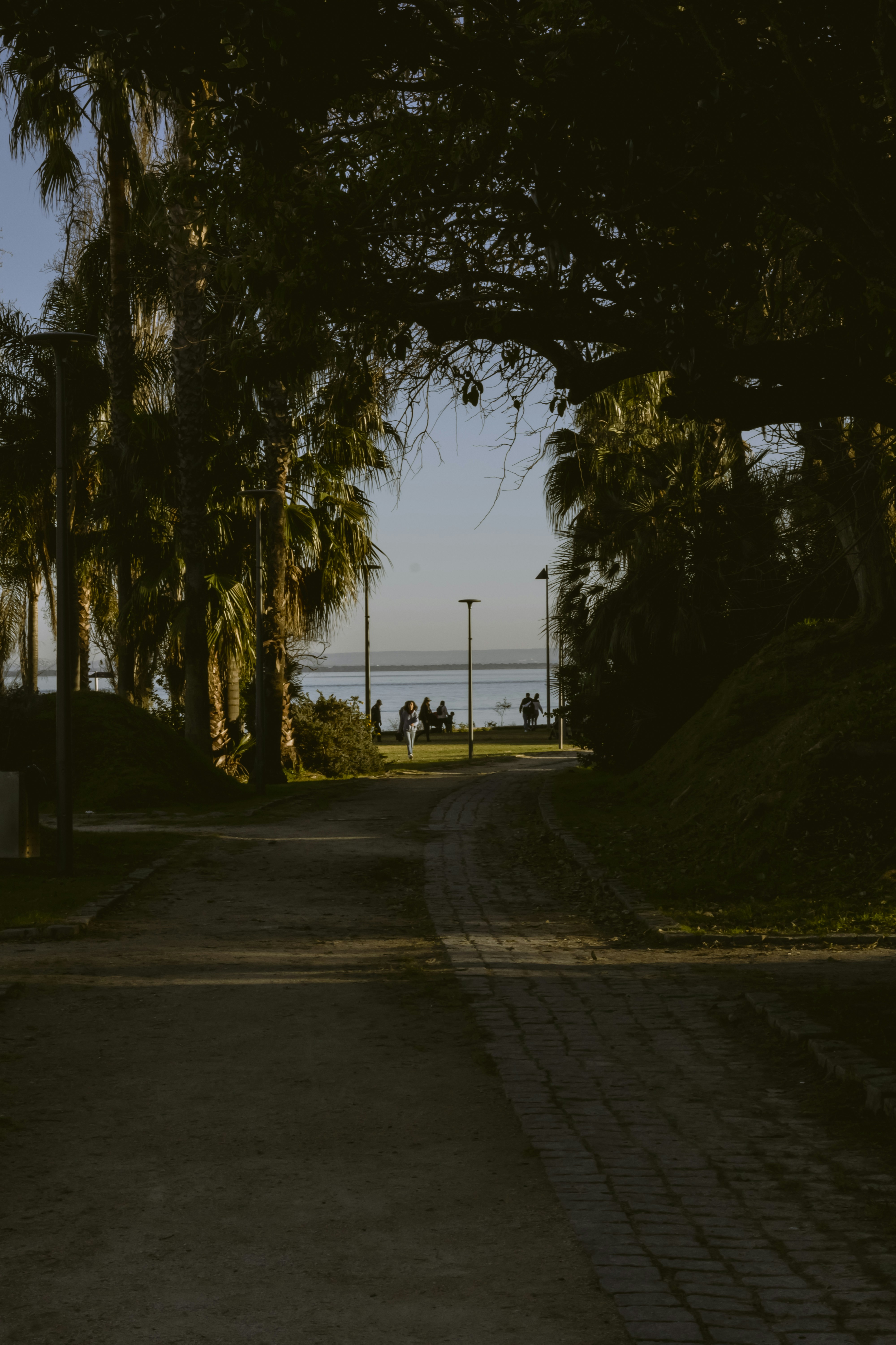 Grove Gate to the Sea: A Dappled Path to the Quiet Beach