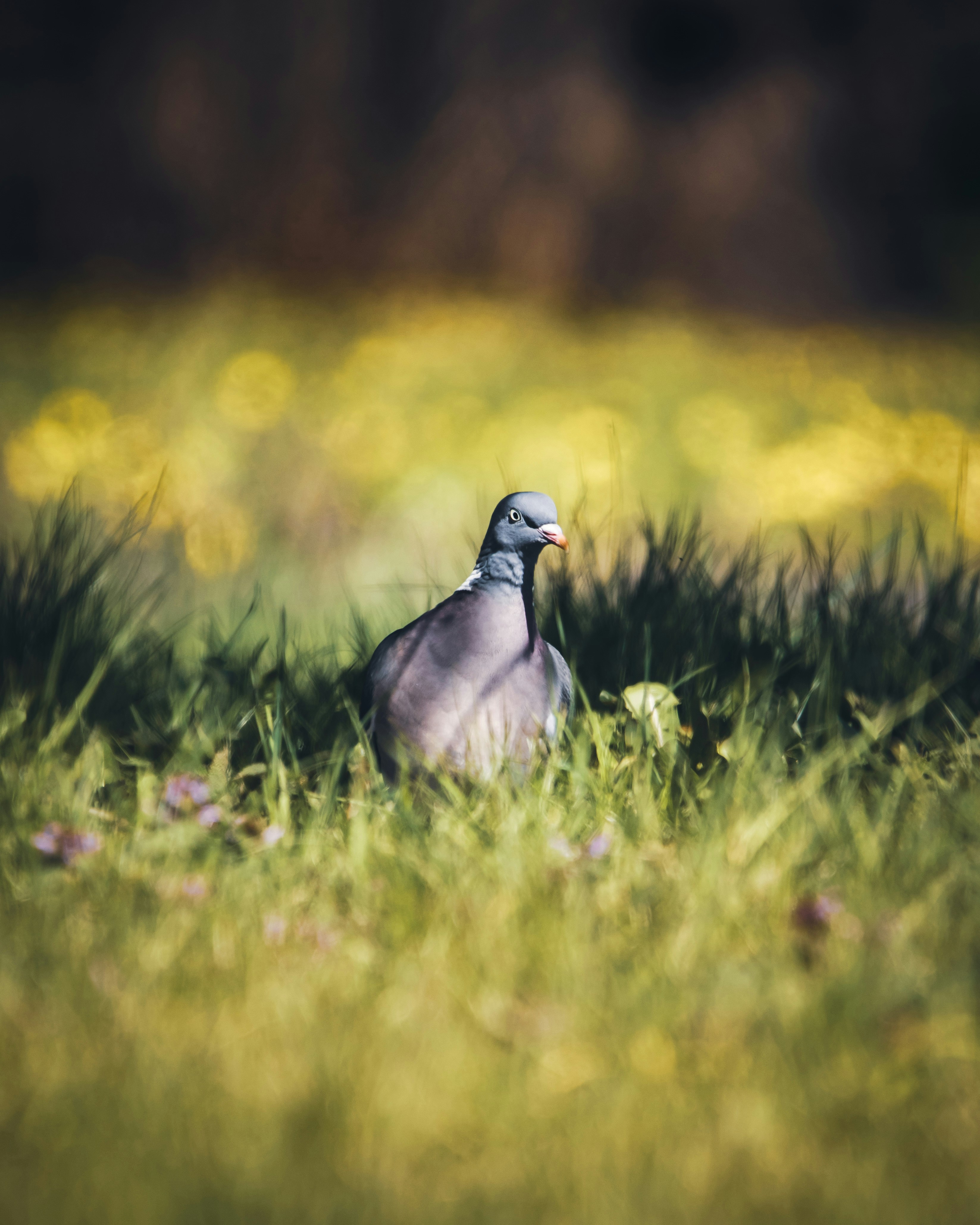 Pigeon in the Golden Meadow: A Quiet Portrait in Soft Focus