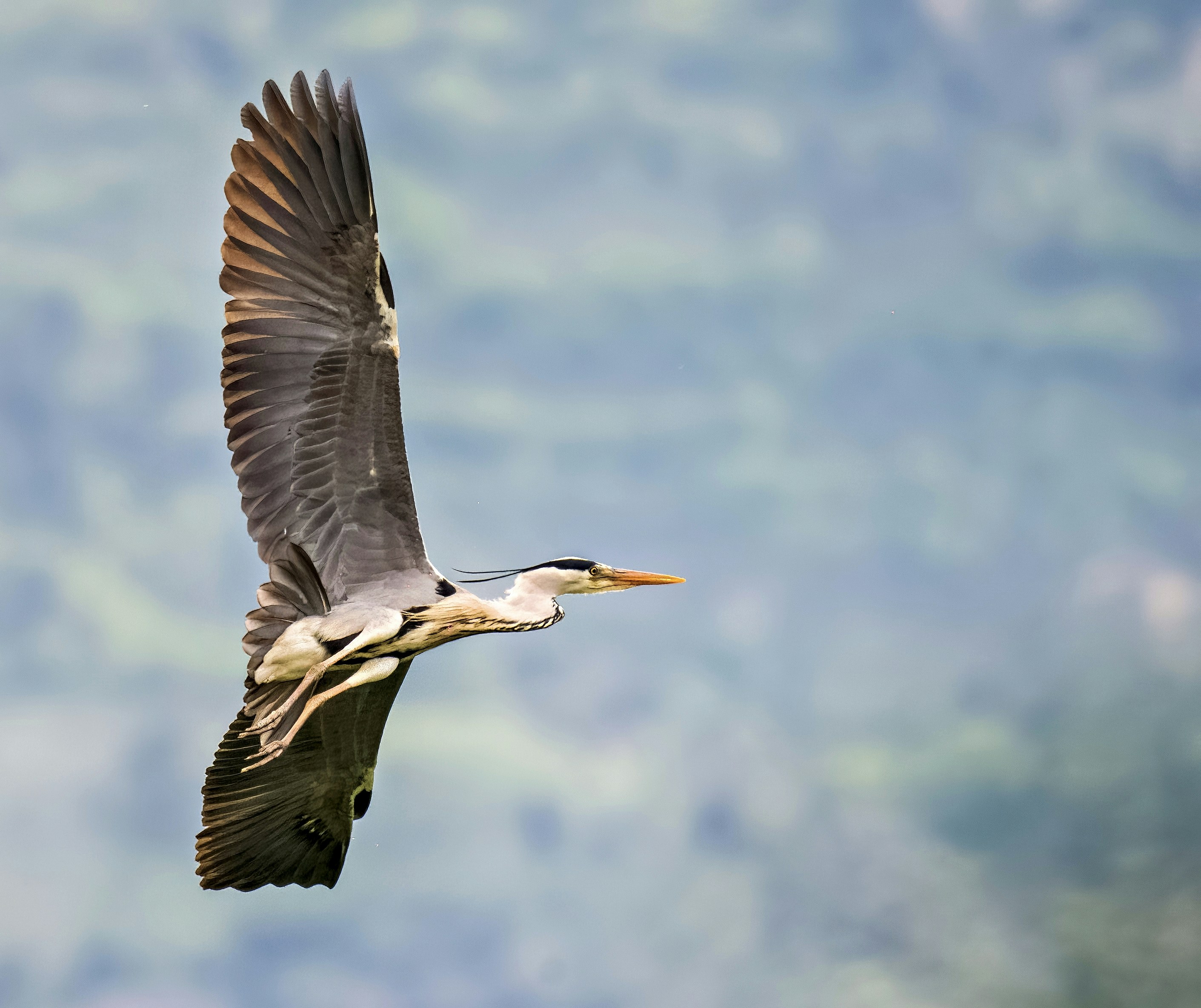 Wings Over the Mist: Grey Heron in Full Flight