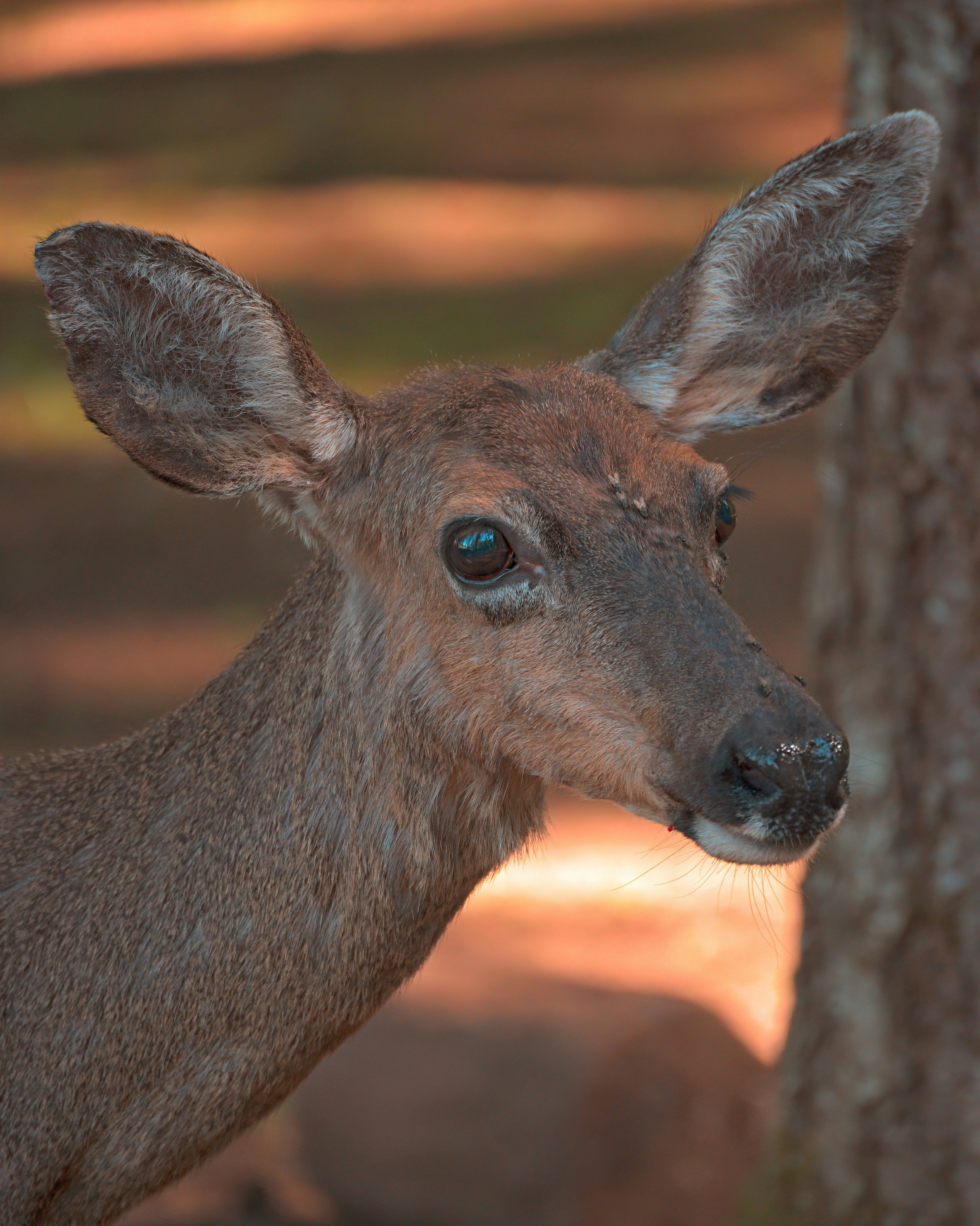 A close up of a deer near a tree photo – Free Deer in forest Image on ...