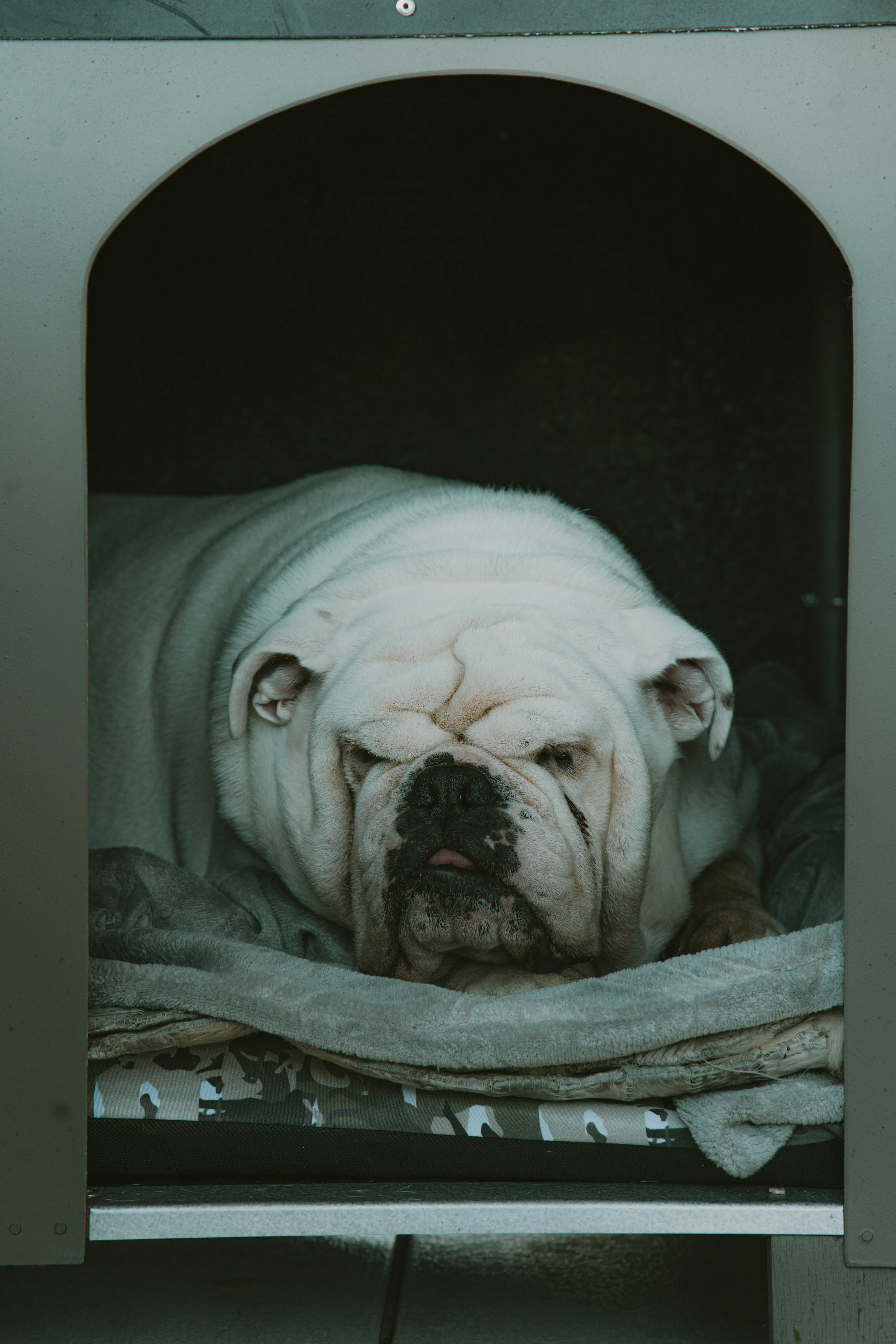 Archway Tranquility: A Bulldog Resting in Dim Shelter